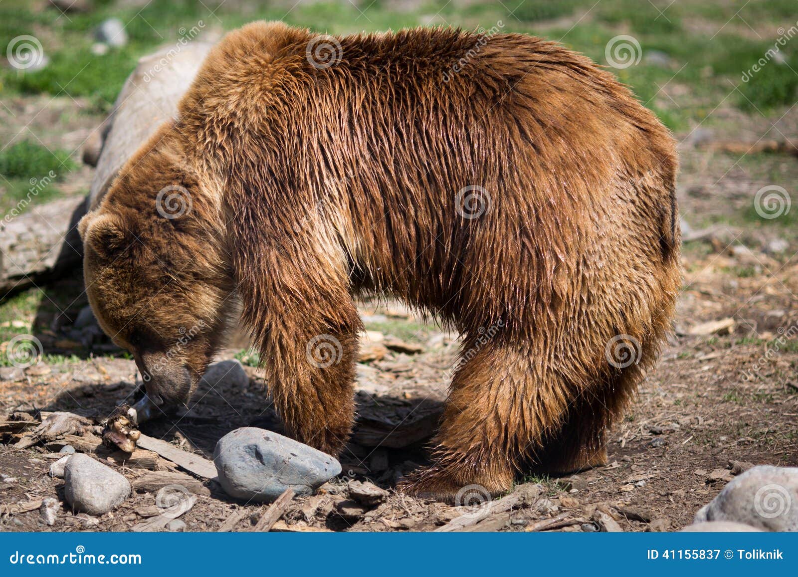 Grizzly bear stock image. Image of bear, hunting, carnivore - 41155837