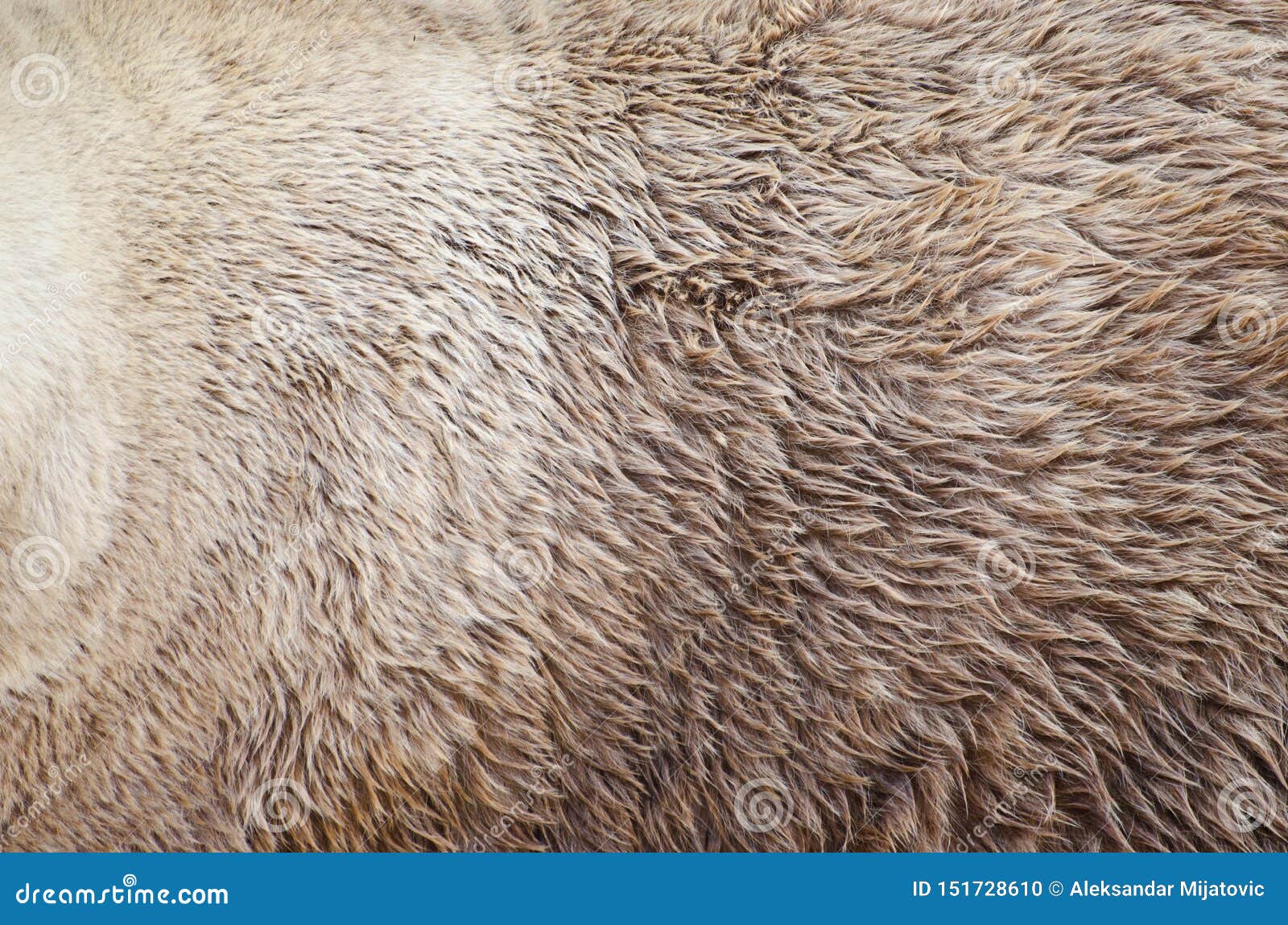 Grizzly bear fur texture stock photo. Image of fuzzy - 151728610