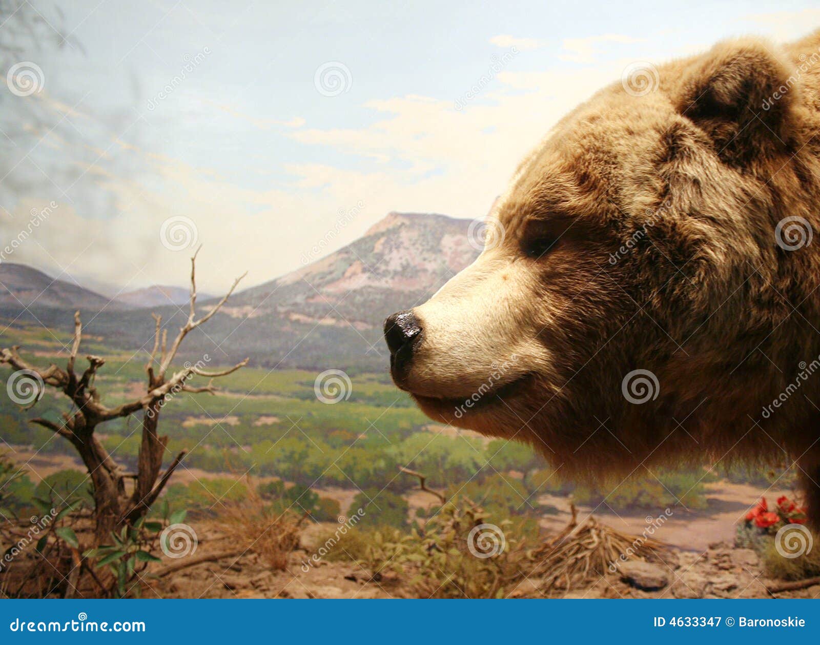 Grizzly Bear Head editorial photography. Image of predator - 4633347