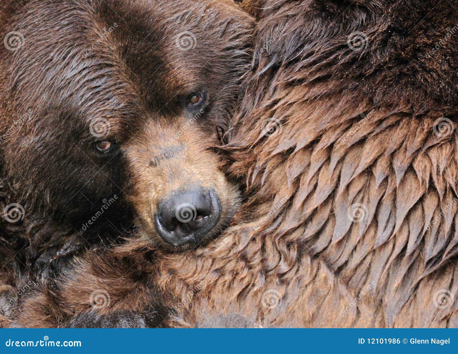 Grizzly bear hug stock photo. Image of brown, chums, grizzly - 12101986