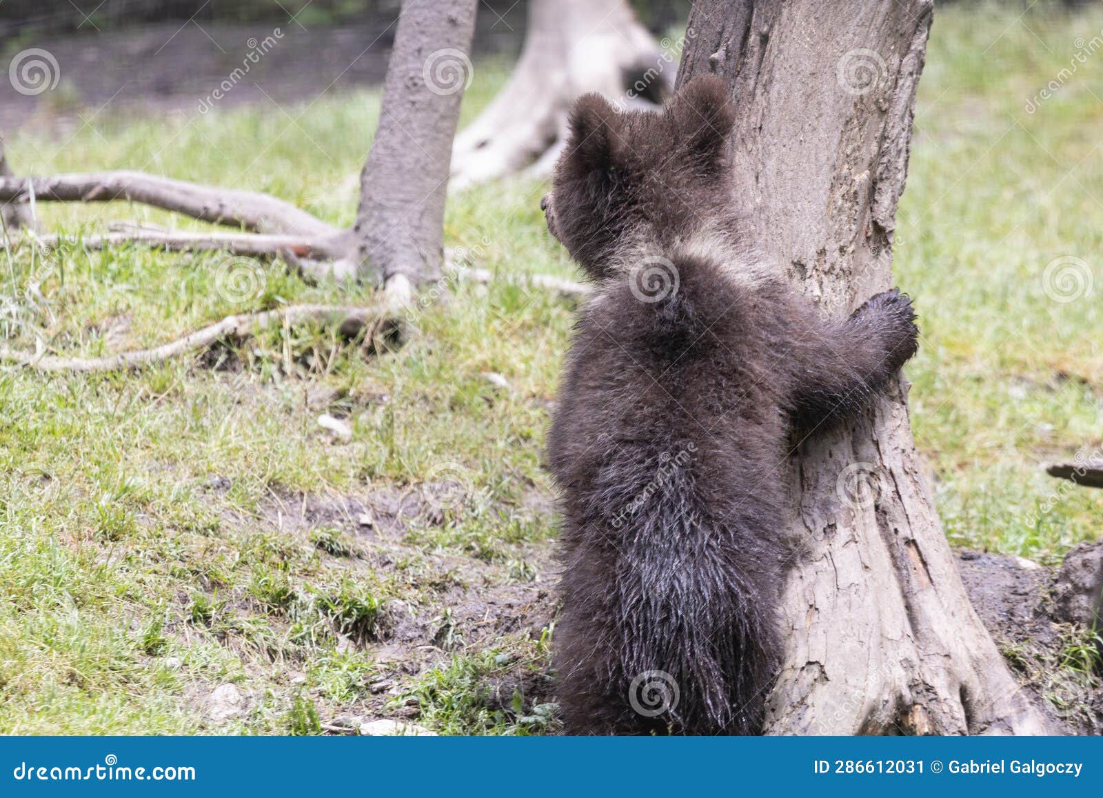 Grizzly Bear Hugging a Tree in the Forest Stock Image - Image of alaska ...