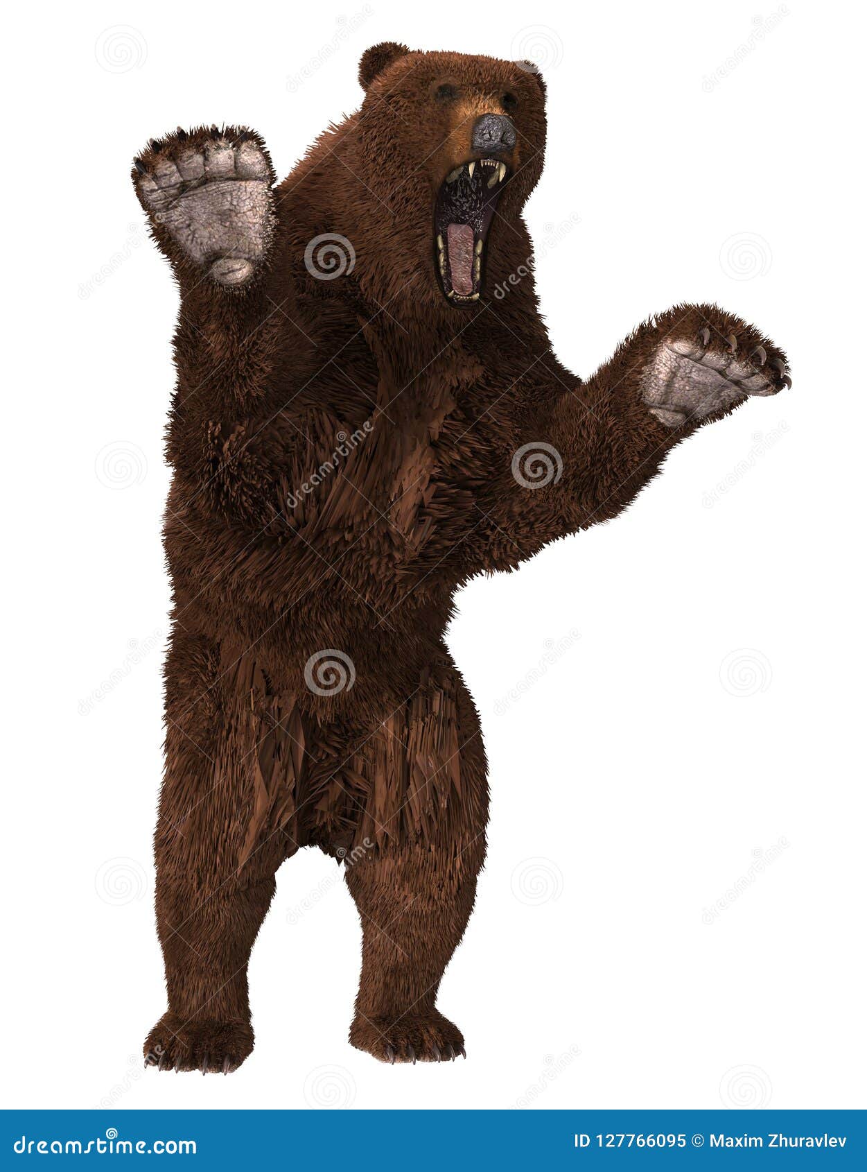 Grizzly Bear White Background