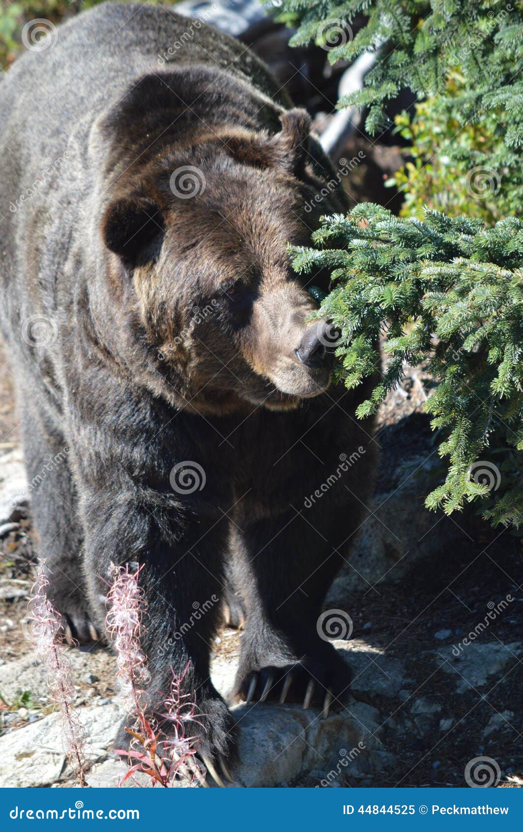 Grizzly Bear stock image. Image of omnivore, hibernation - 44844525