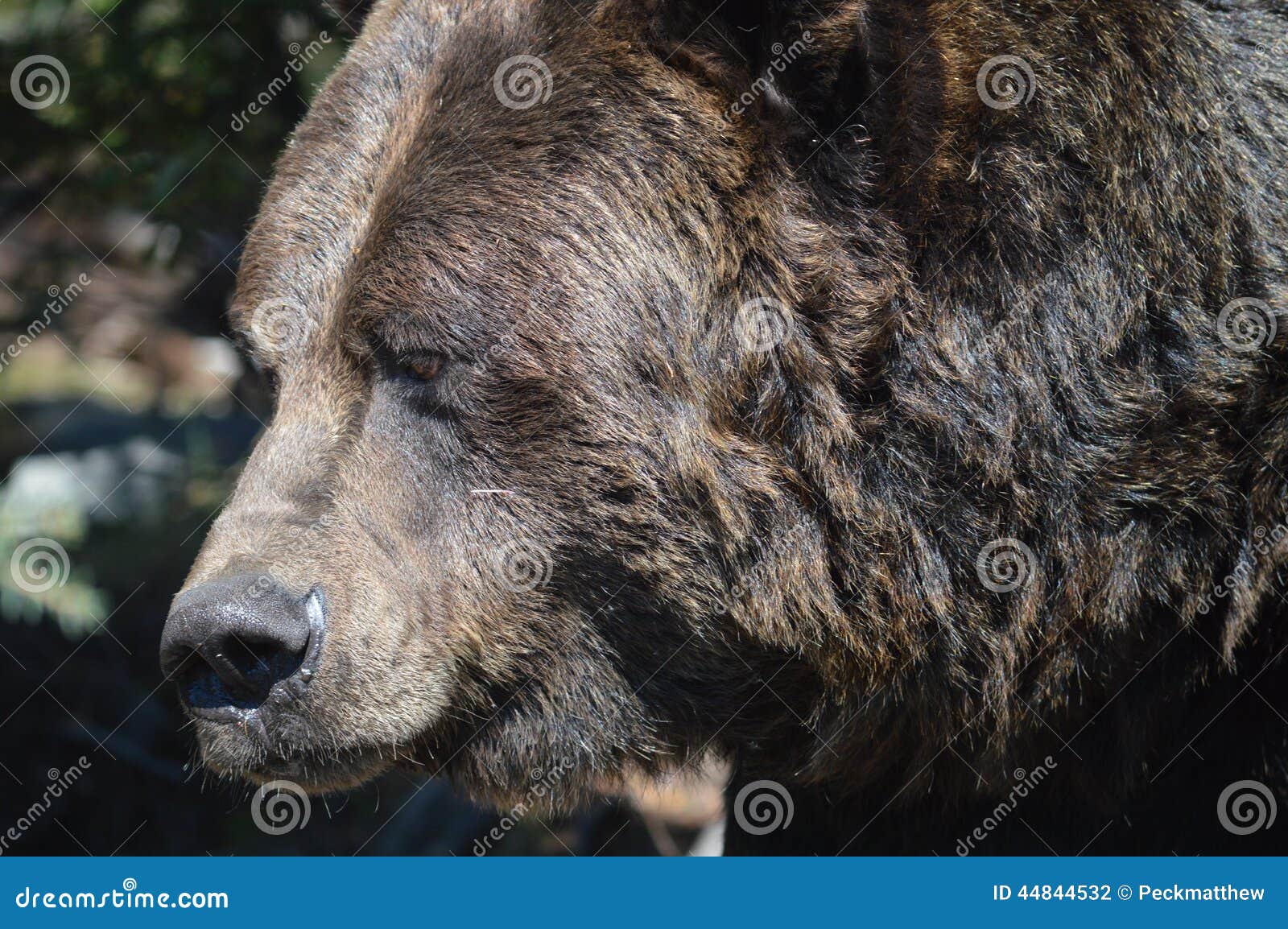 Grizzly Bear stock photo. Image of british, hibernation - 44844532