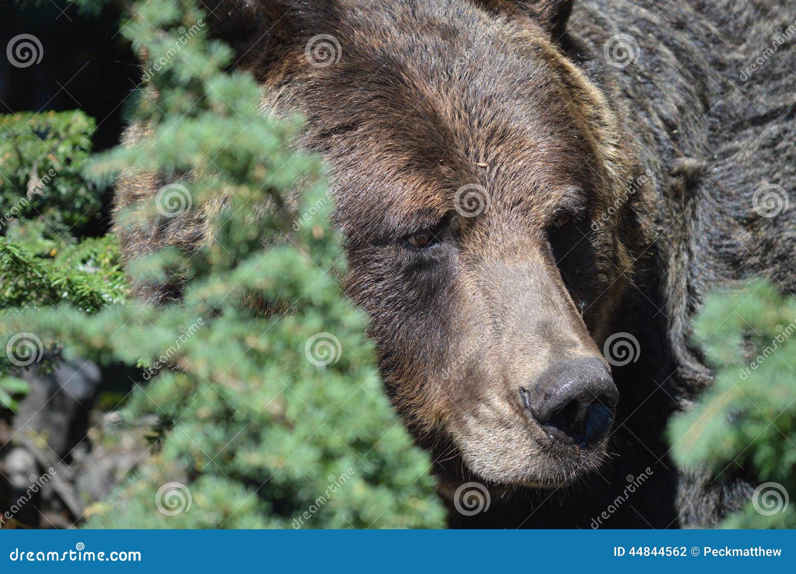 Grizzly Bear stock photo. Image of large, hibernation - 44844562