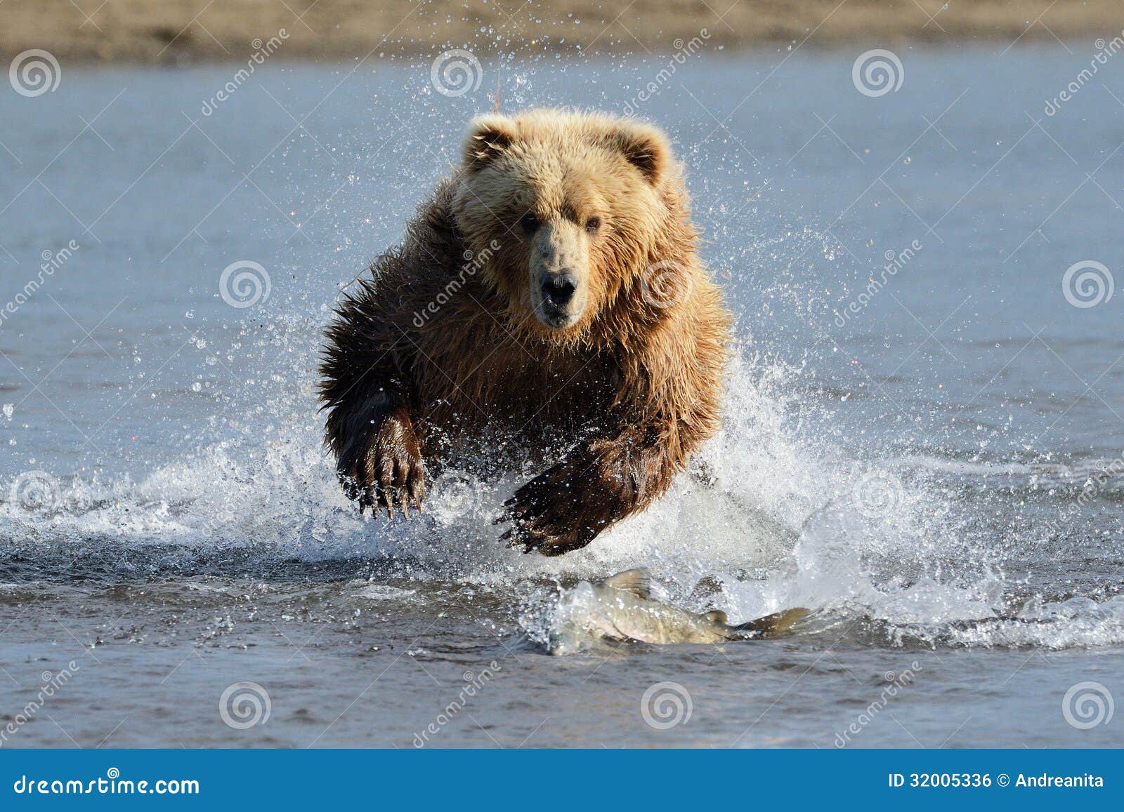 Grizzly Bear stock photo. Image of estuary, ecology, jump - 32005336