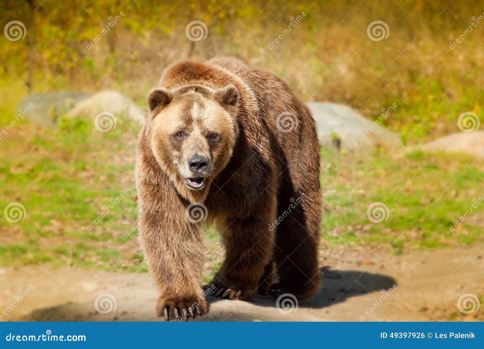 Grizzly Bear stock photo. Image of grizzly, wild, bear - 49397926