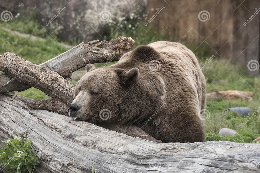 Grizzly Bear Licking Up a Bug Stock Photo - Image of grand, frightening ...