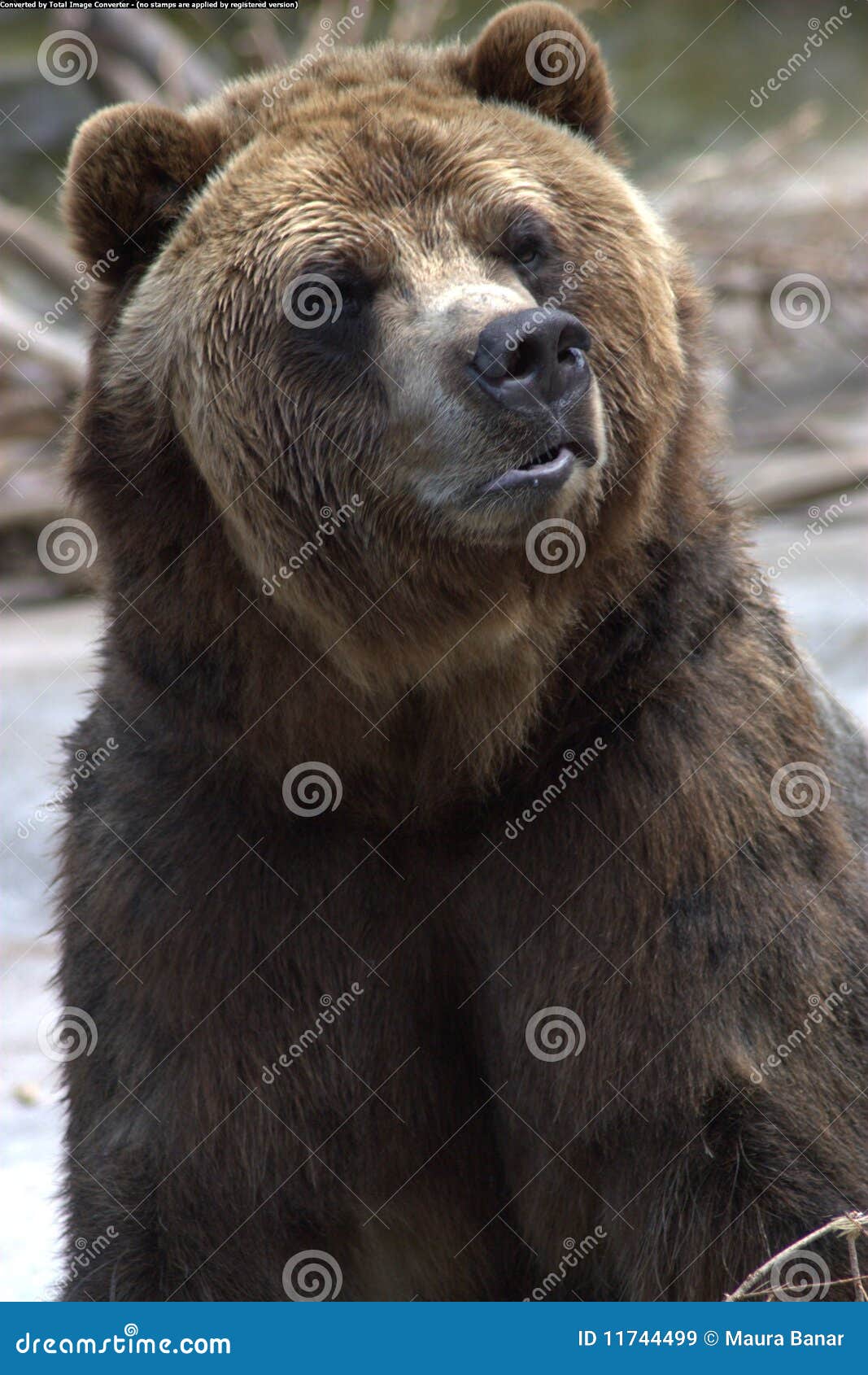 Grizzly Bear Looking Right stock image. Image of bear - 11744499