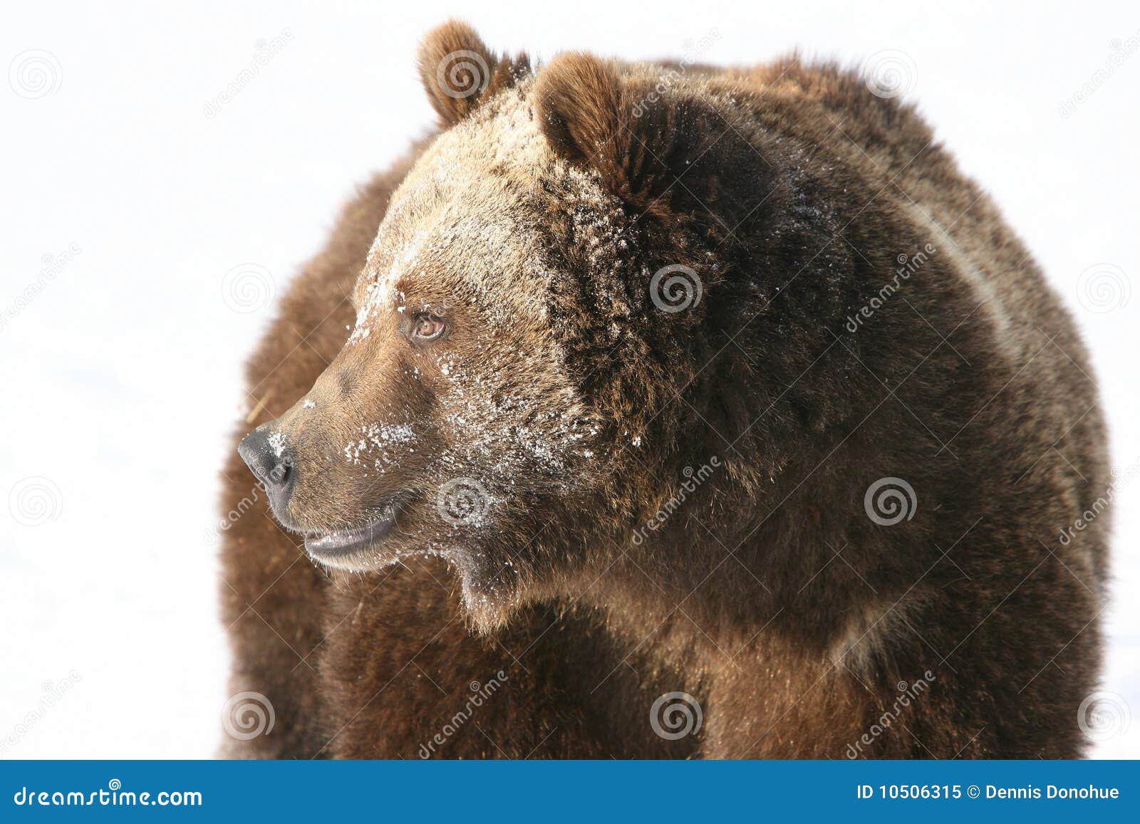 Grizzly Bear Looking into the Rising Sun Stock Image - Image of mammal ...