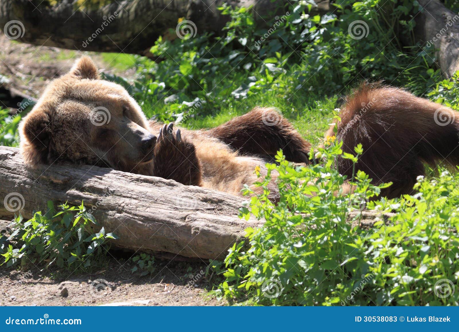 Grizzly bear stock image. Image of bear, horribilis, ursus - 30538083