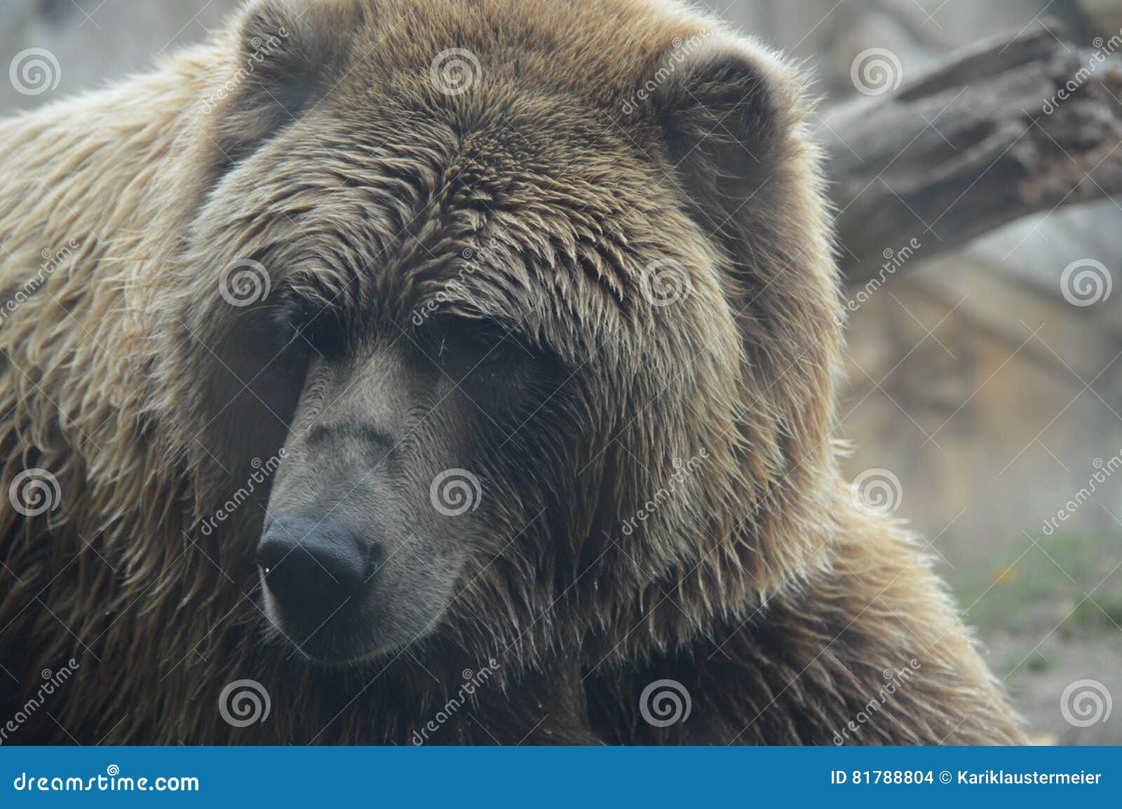 Grizzly Bear stock photo. Image of gray, colors, close - 81788804