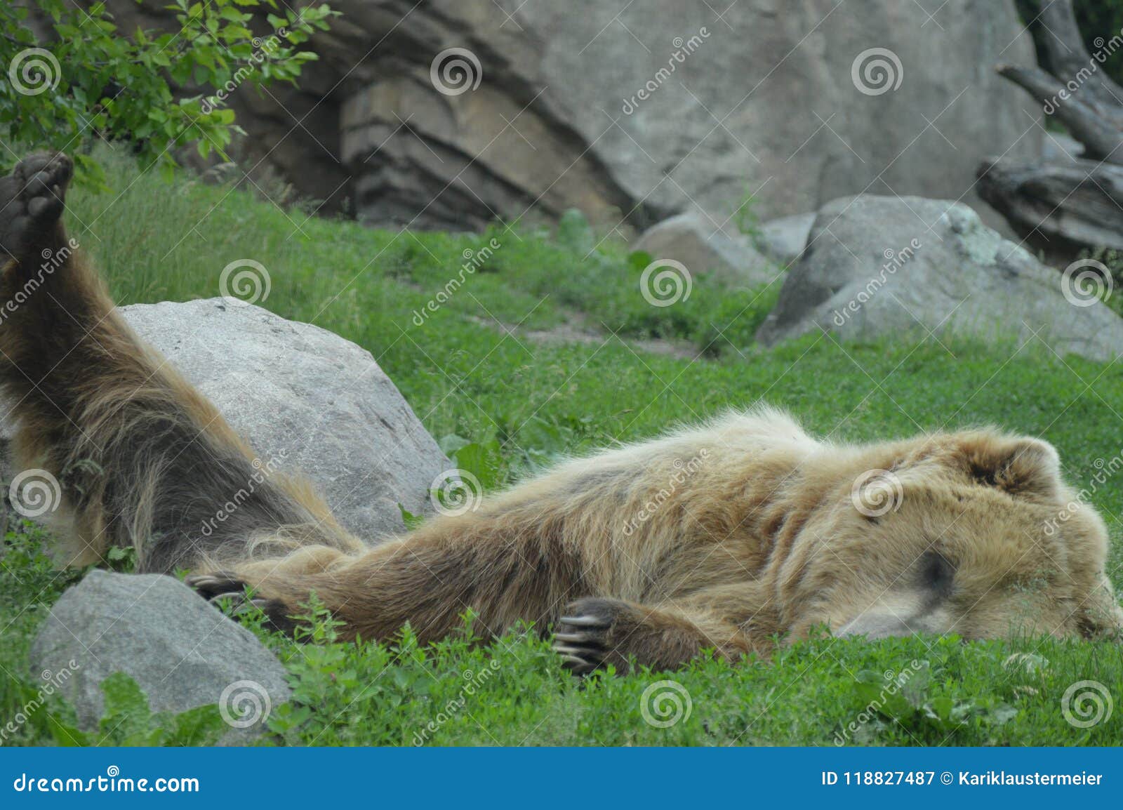 Grizzly Bear in the Outdoors Stock Image - Image of explore, background ...