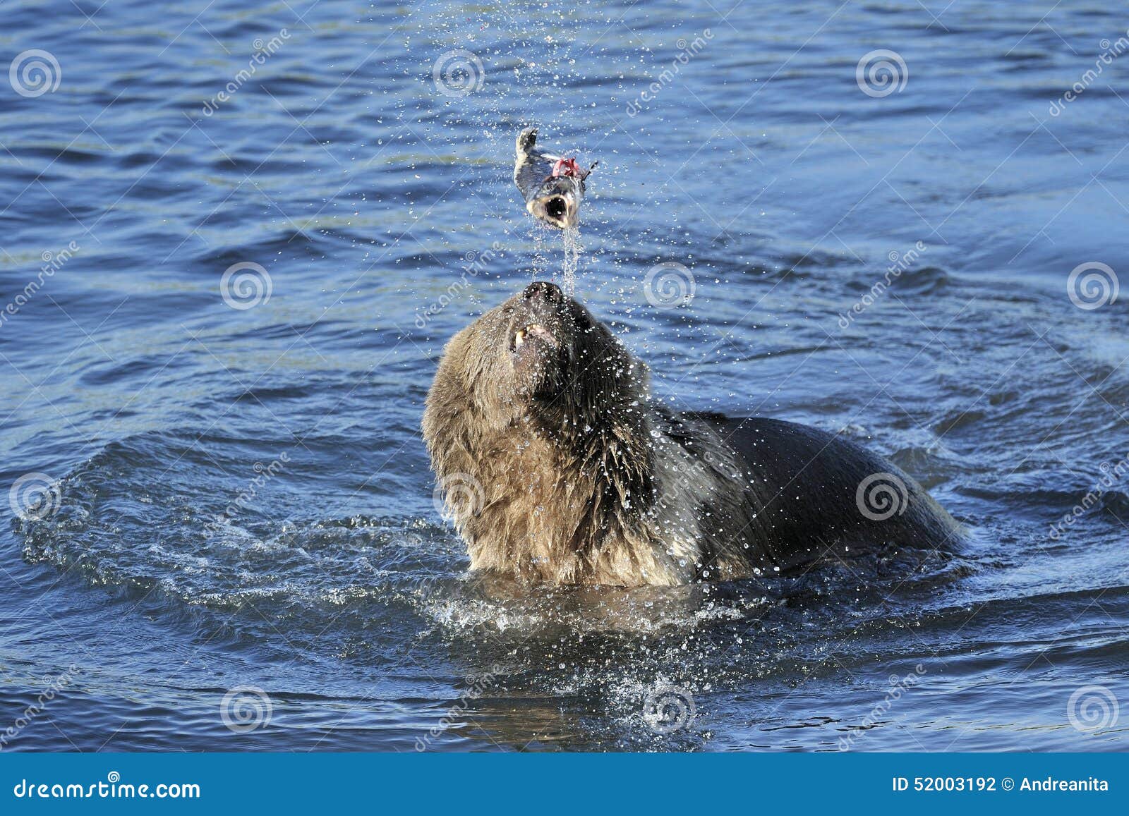 Grizzly Cub With Fish Near Mother Royalty-Free Stock Photo ...