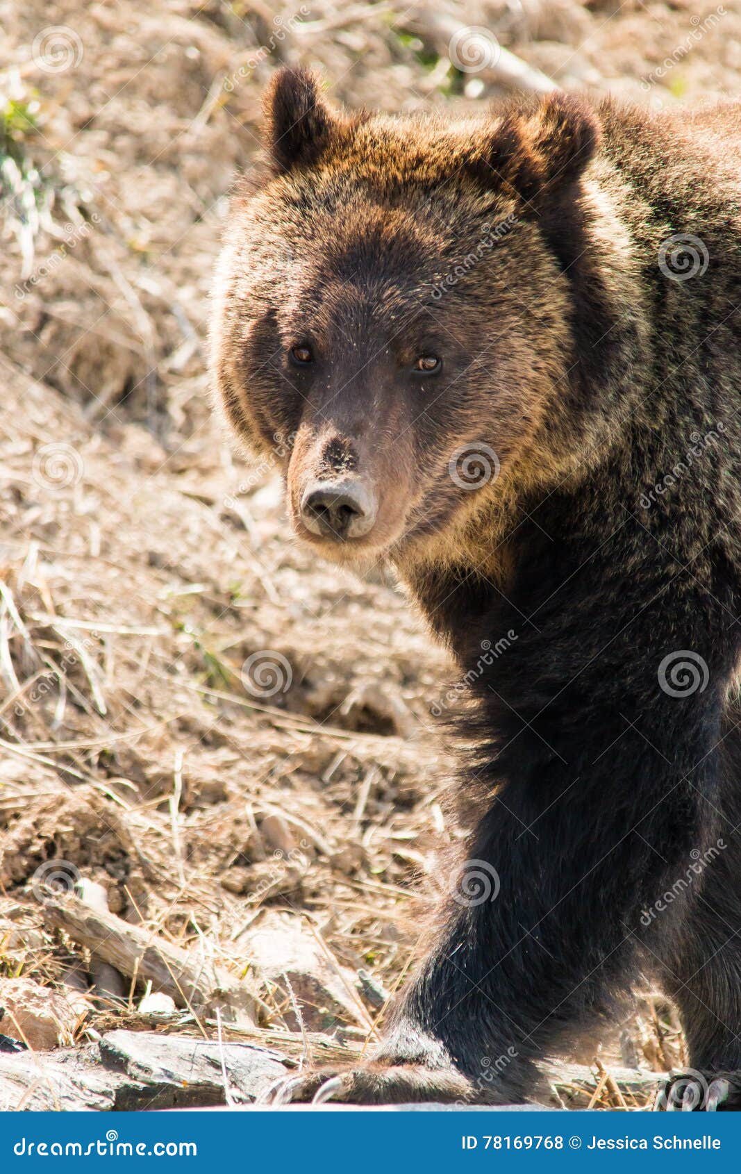 Grizzly Bear on the Prowl stock photo. Image of bear - 78169768