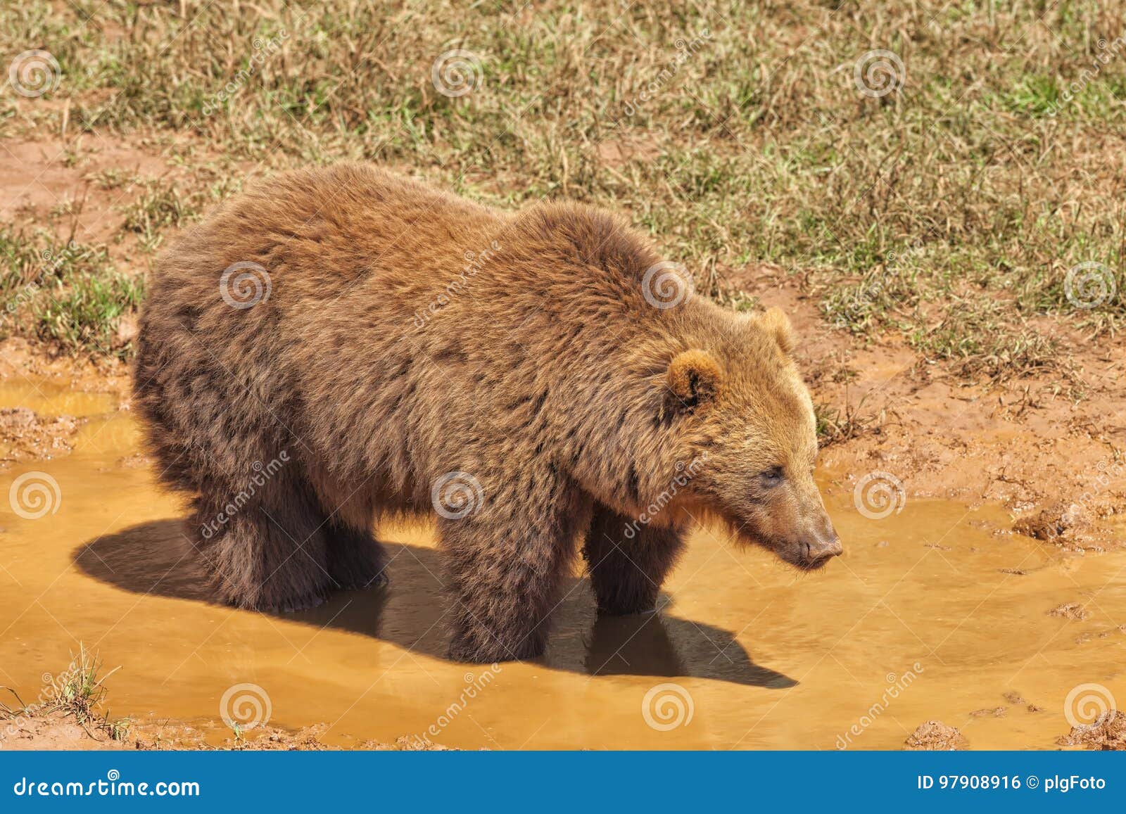 Grizzly bear. stock photo. Image of puddle, parks, bear - 97908916