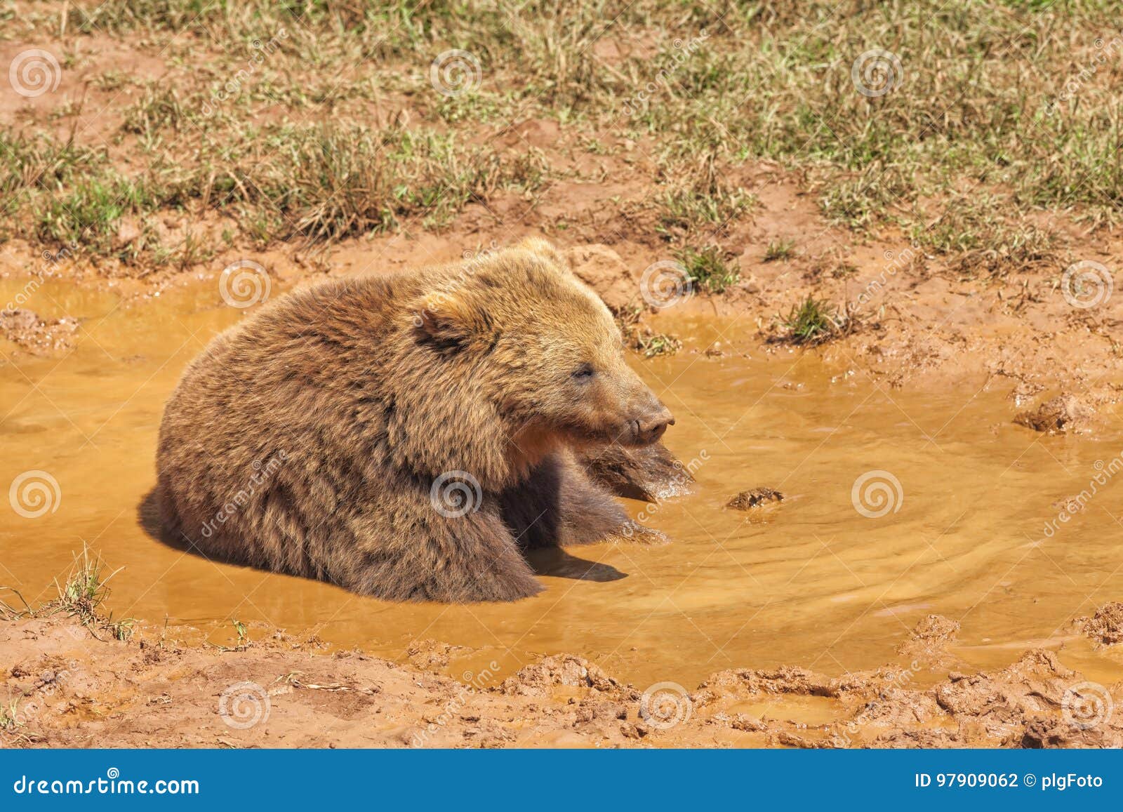 Grizzly bear. stock photo. Image of time, bears, bear - 97909062