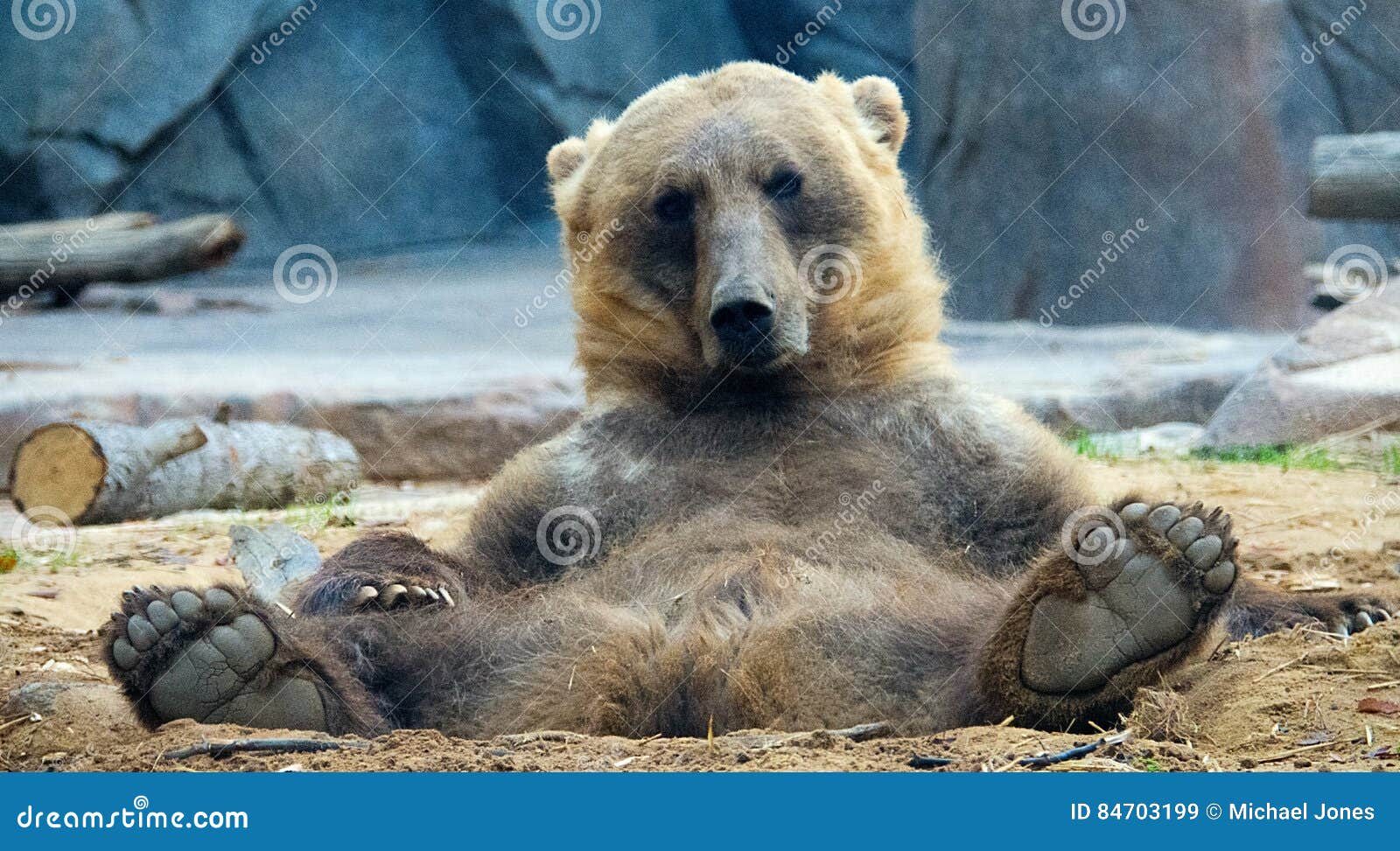 Grizzly Bear Relaxing stock image. Image of animals, relaxing - 84703199