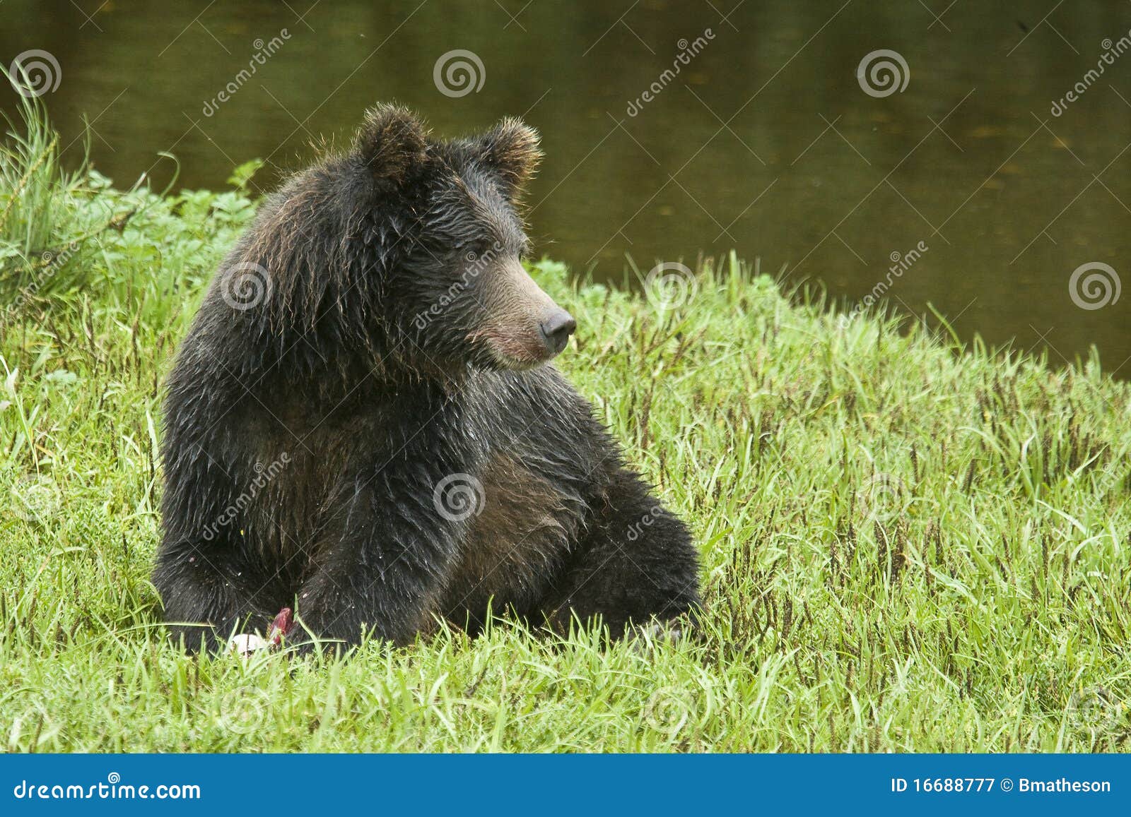 Grizzly Bear at Rest stock image. Image of natural, wild - 16688777