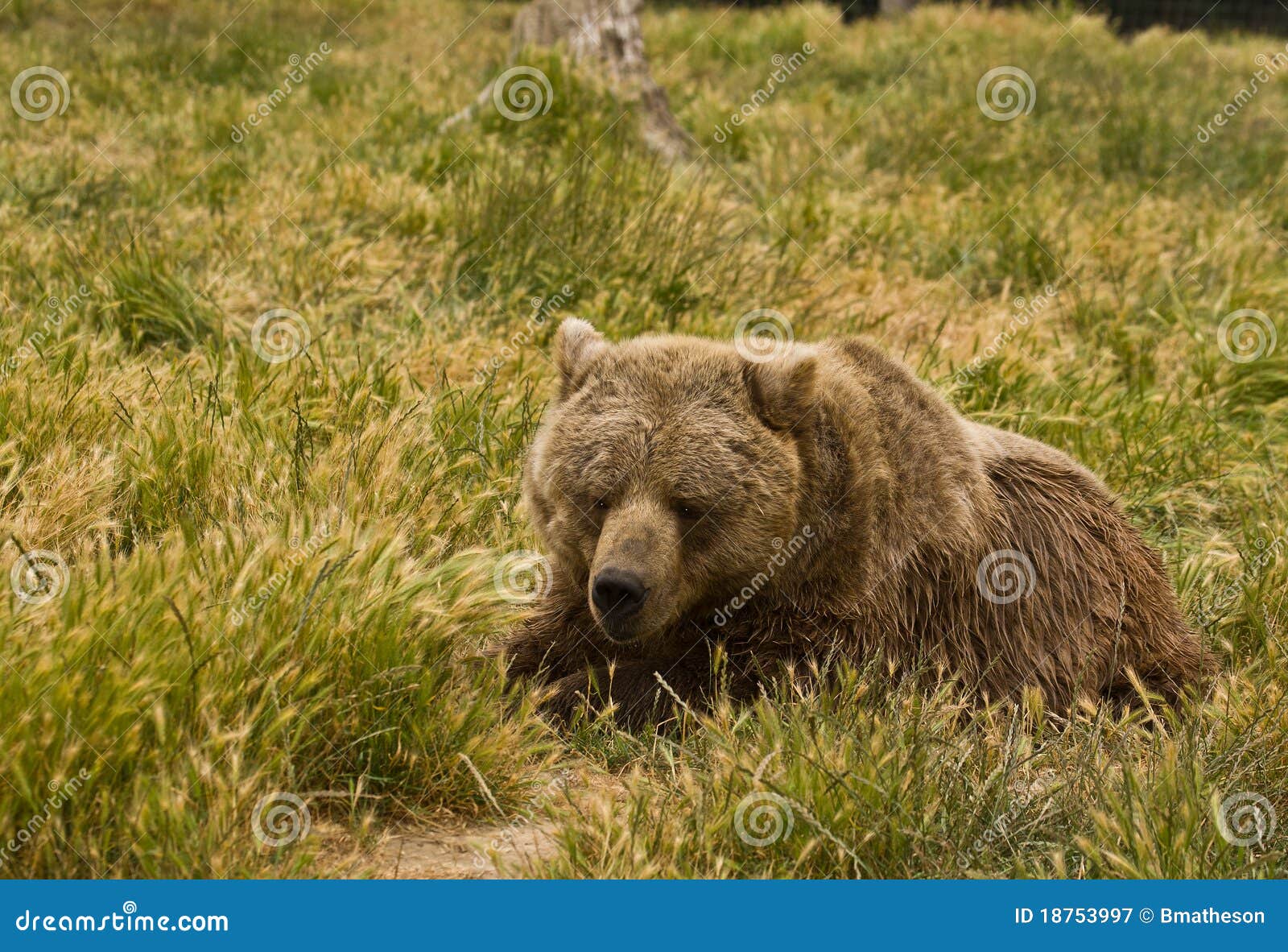 Grizzly Bear resting stock image. Image of wild, nature - 18753997