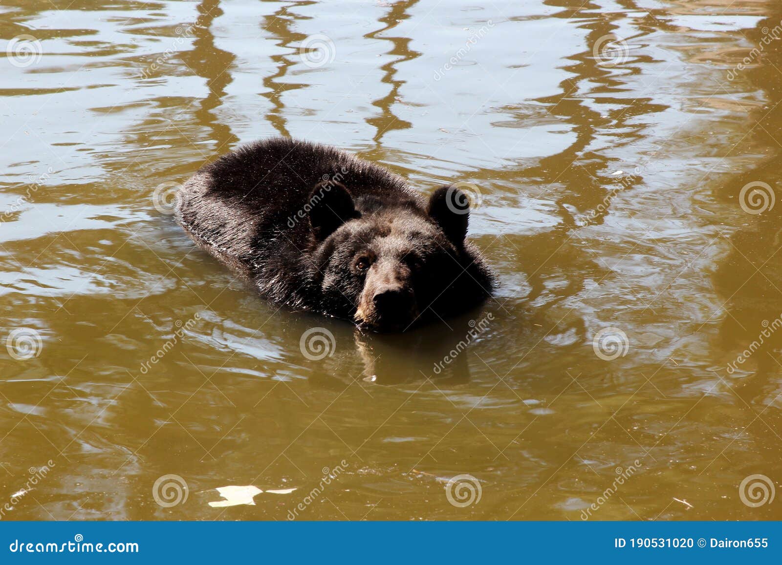 Grizzly Bear Floating in the Water Stock Photo - Image of adorable ...