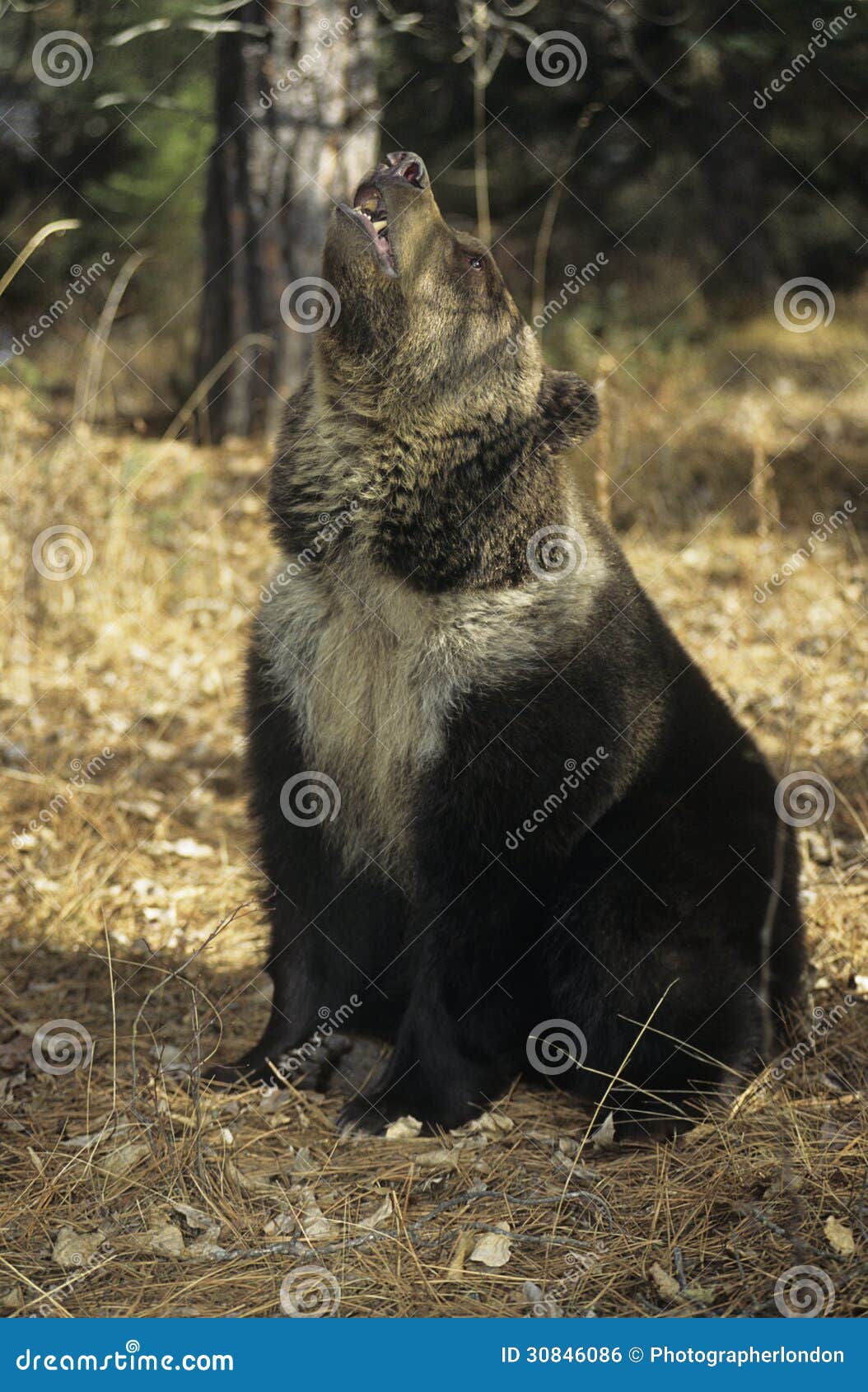 Grizzly bear roaring stock photo. Image of grizzly, wildlife - 30846086