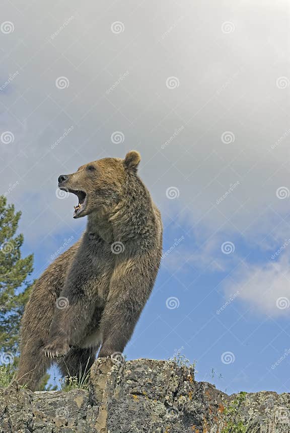 Grizzly bear roaring stock image. Image of grizzly, nature - 5486595