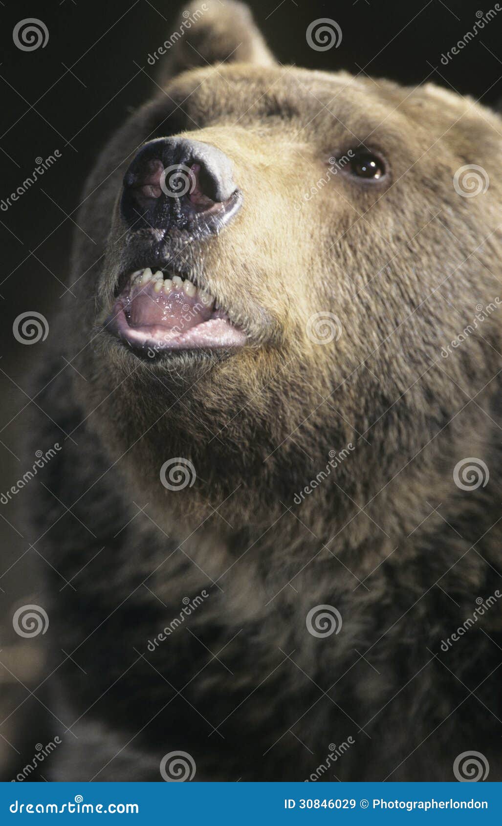 Grizzly Bear Roaring Close-up Stock Image - Image of wildlife, north ...