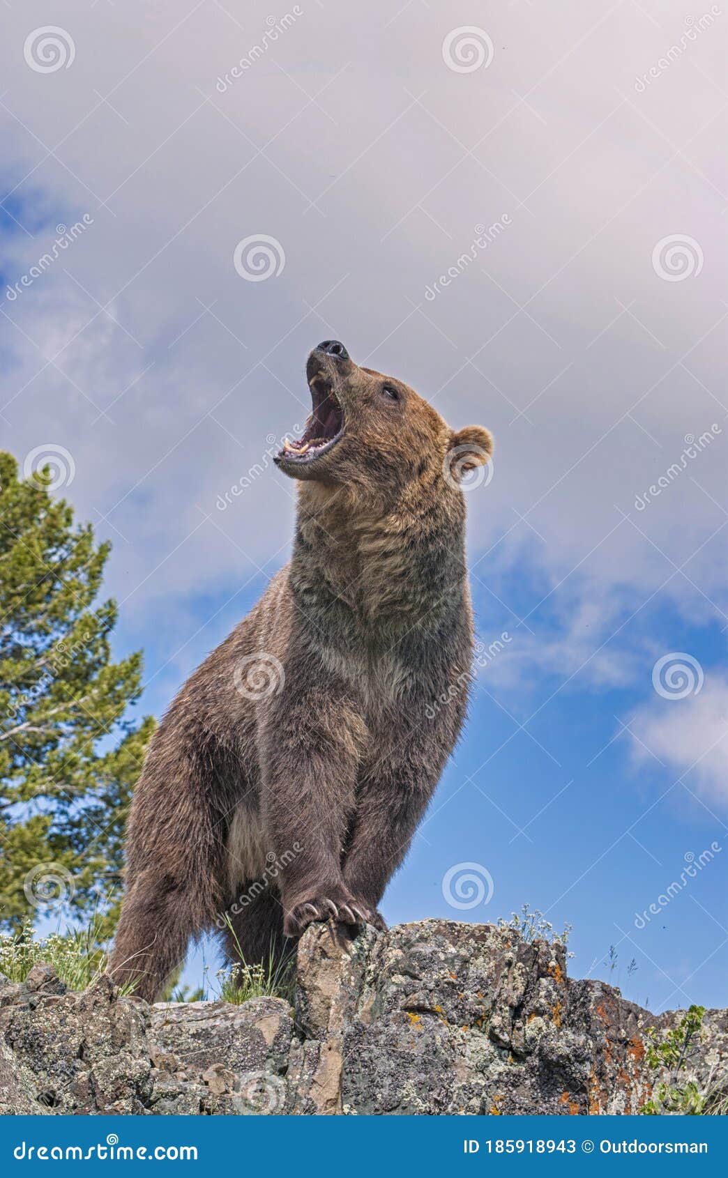 249 Grizzly Bear Roaring Photos - Free & Royalty-Free Stock Photos from ...