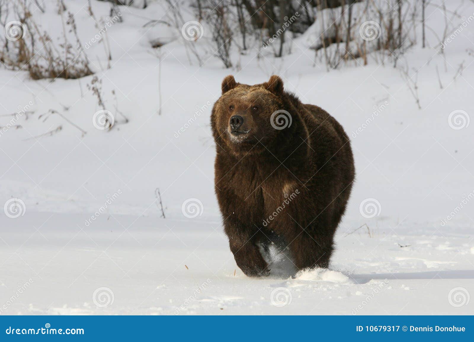 Grizzly Bear Running stock image. Image of brown, mammal - 10679317
