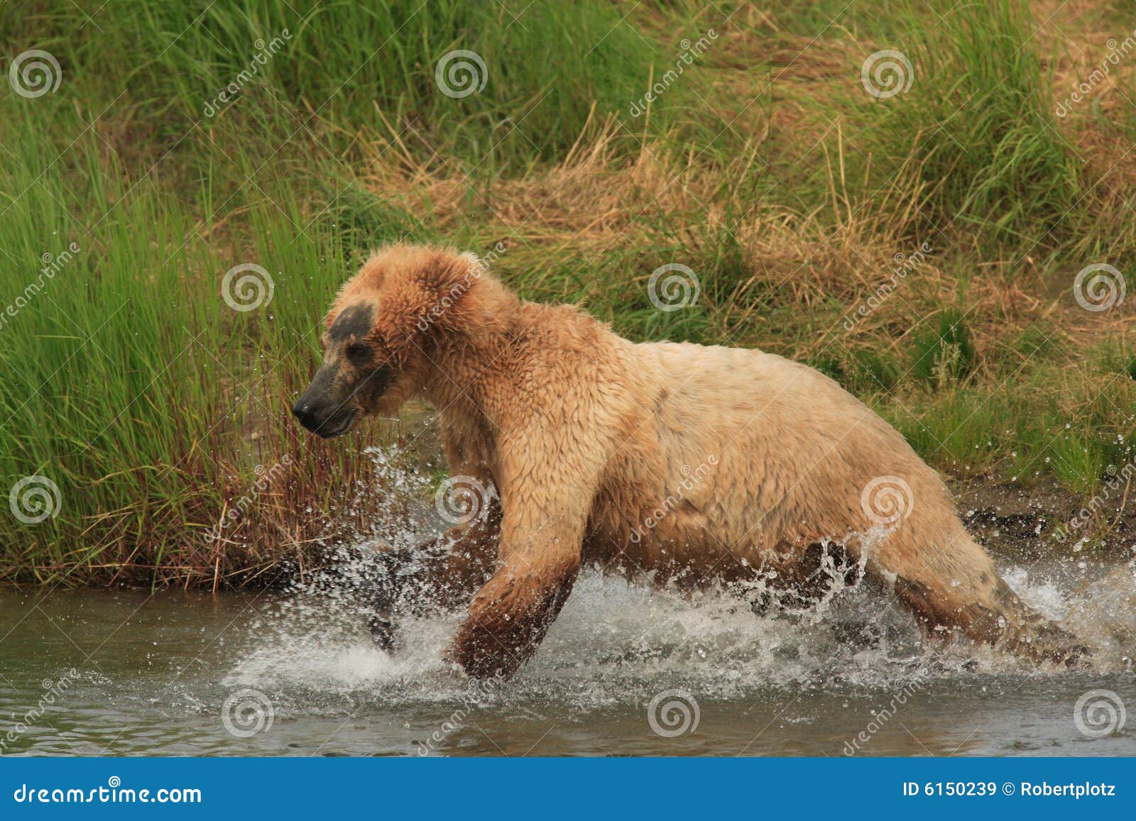 Grizzly Bear Running stock image. Image of fish, couple - 6150239