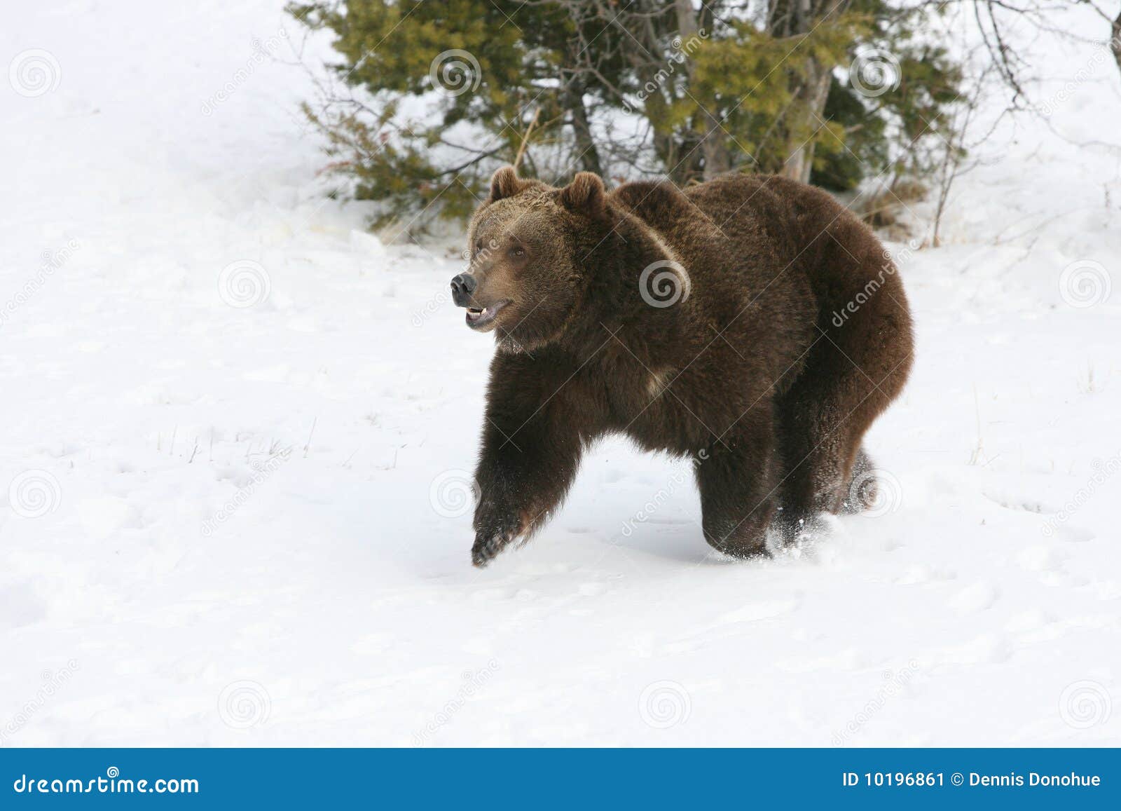Grizzly Bear Running in Snow Stock Image - Image of colorado, running ...