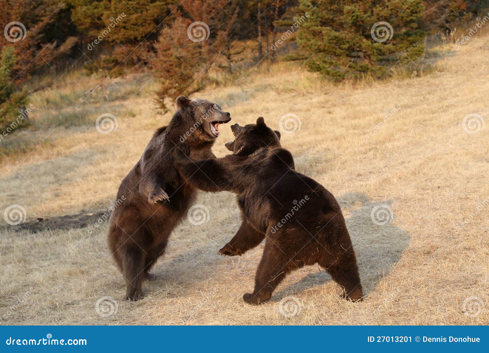 Grizzly Bear s Fighting stock image. Image of colorado - 27013201