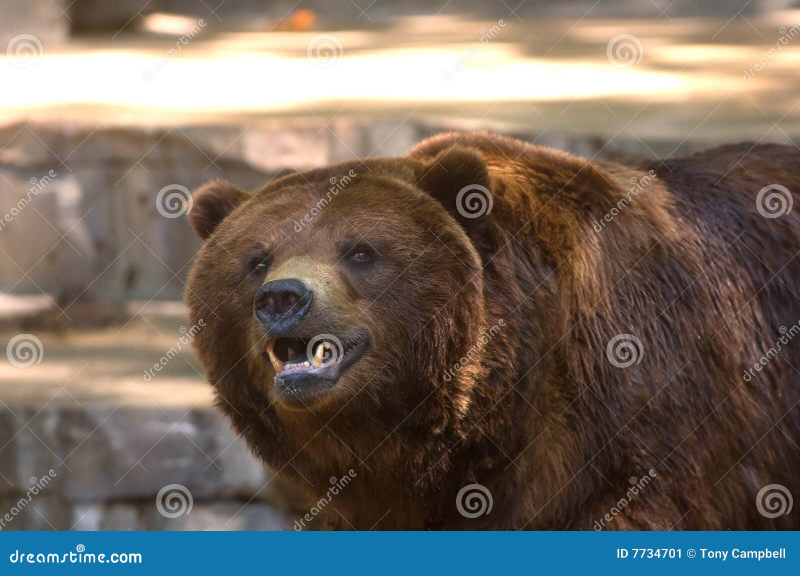 Grizzly Bear Showing Its Teeth Stock Image - Image of teeth, bear: 7734701