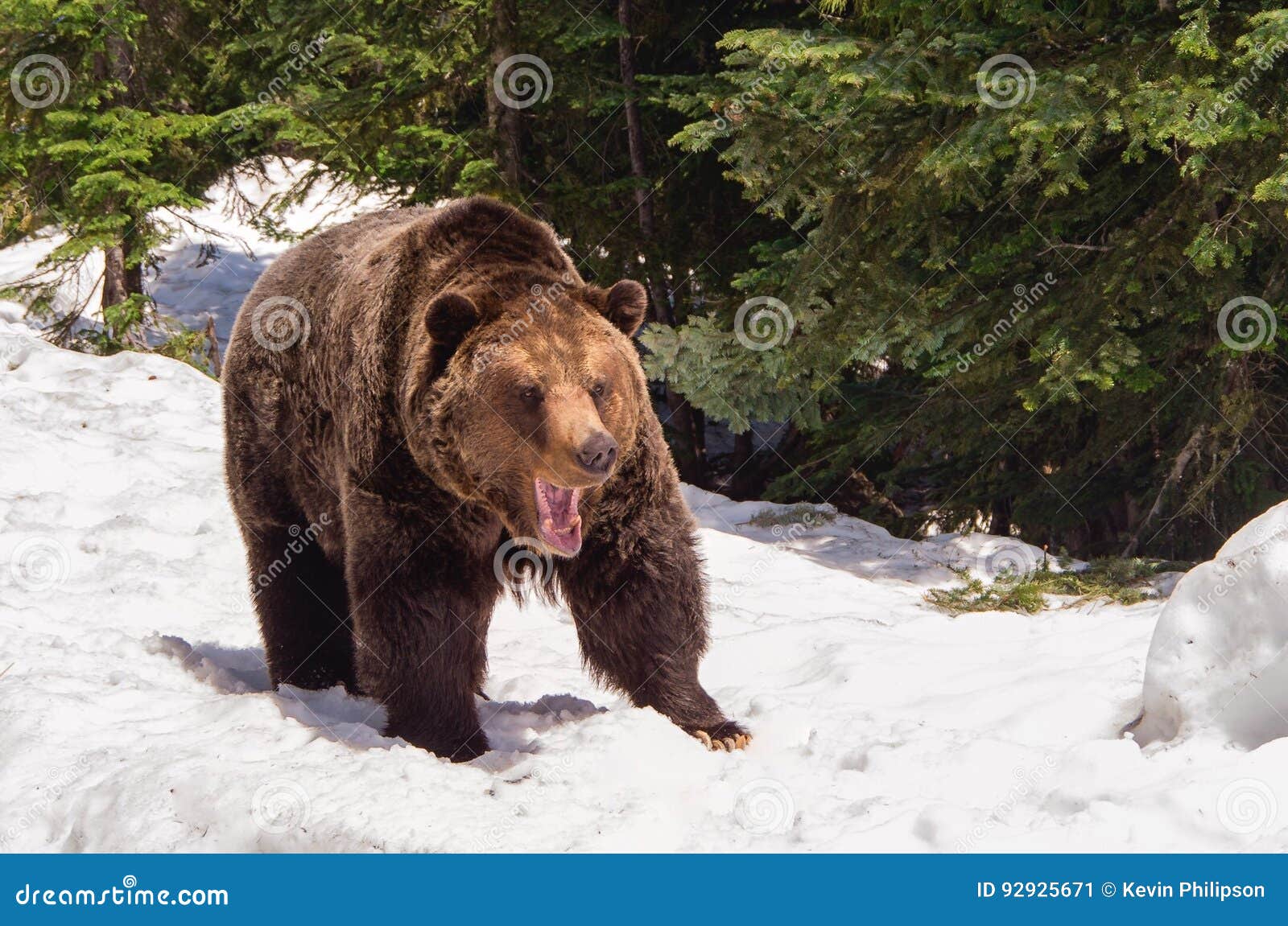 Grizzly Bear stock image. Image of animal, grizzly, canada - 92925671