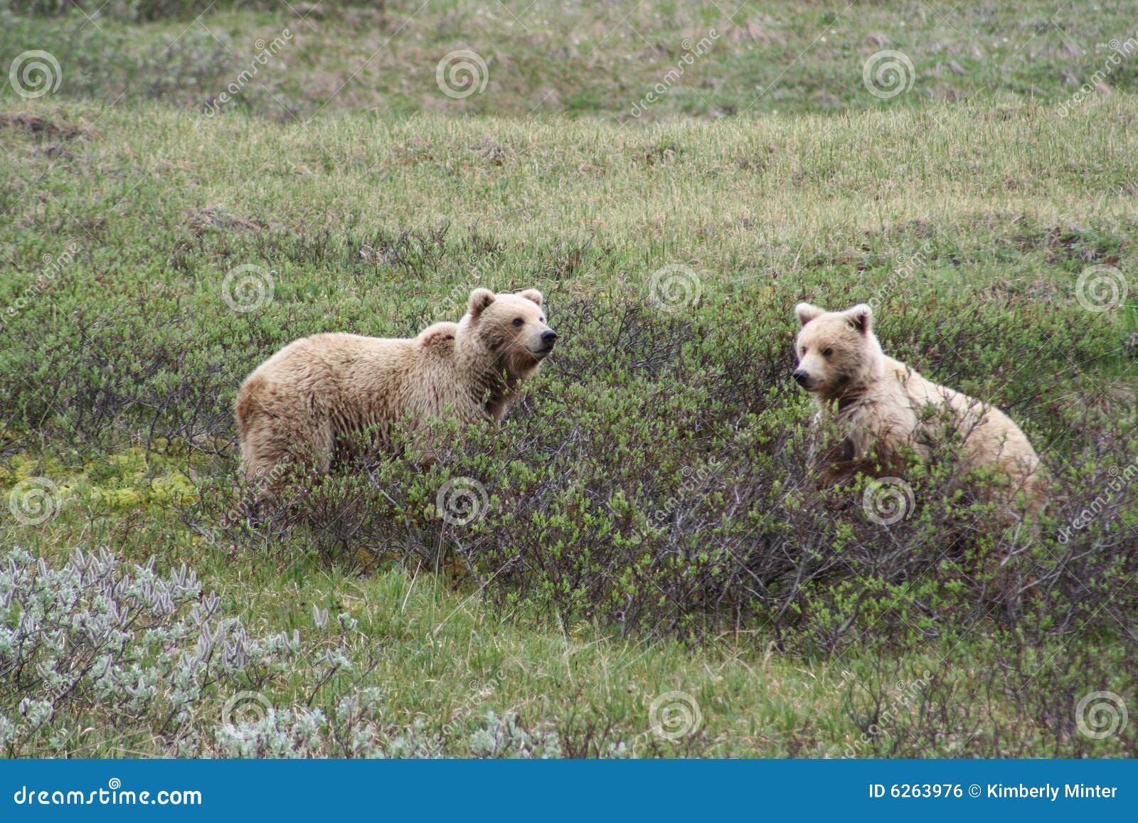 Grizzly Bear Siblings stock photo. Image of denali, solitary - 6263976