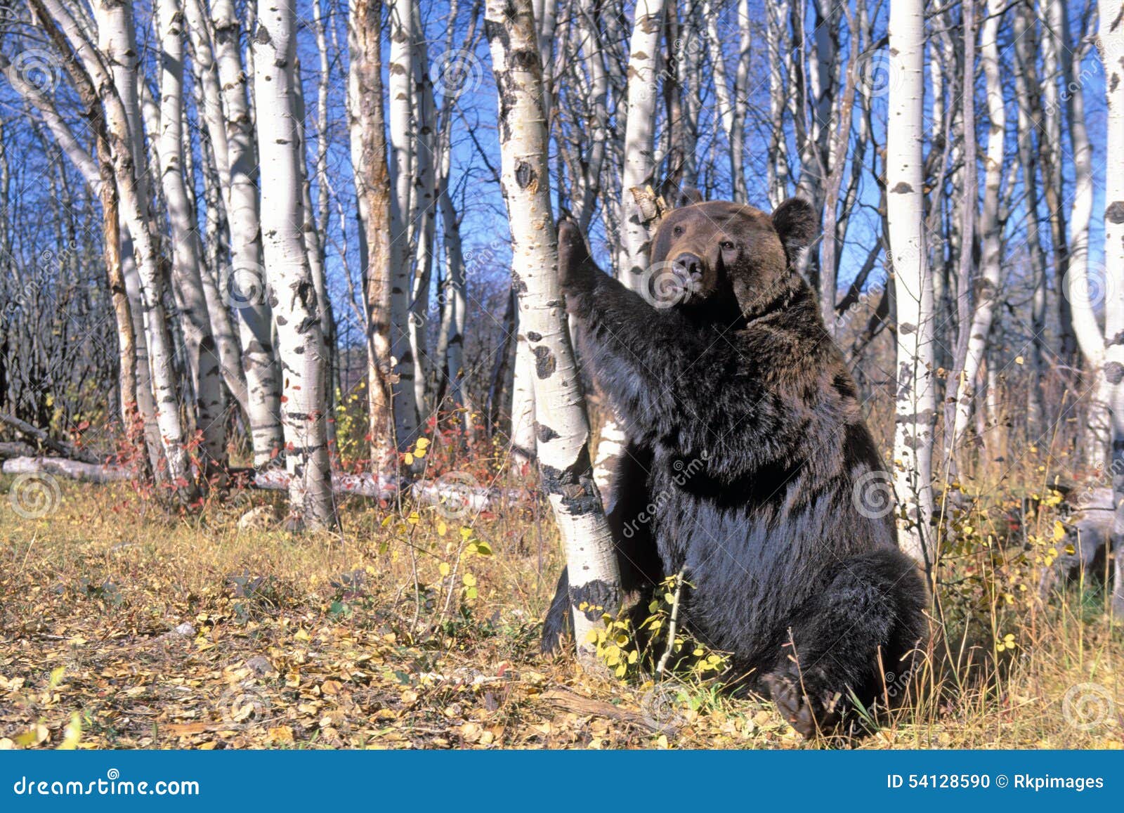 Grizzly Bear stock photo. Image of poplar, grizzly, dangerous - 54128590