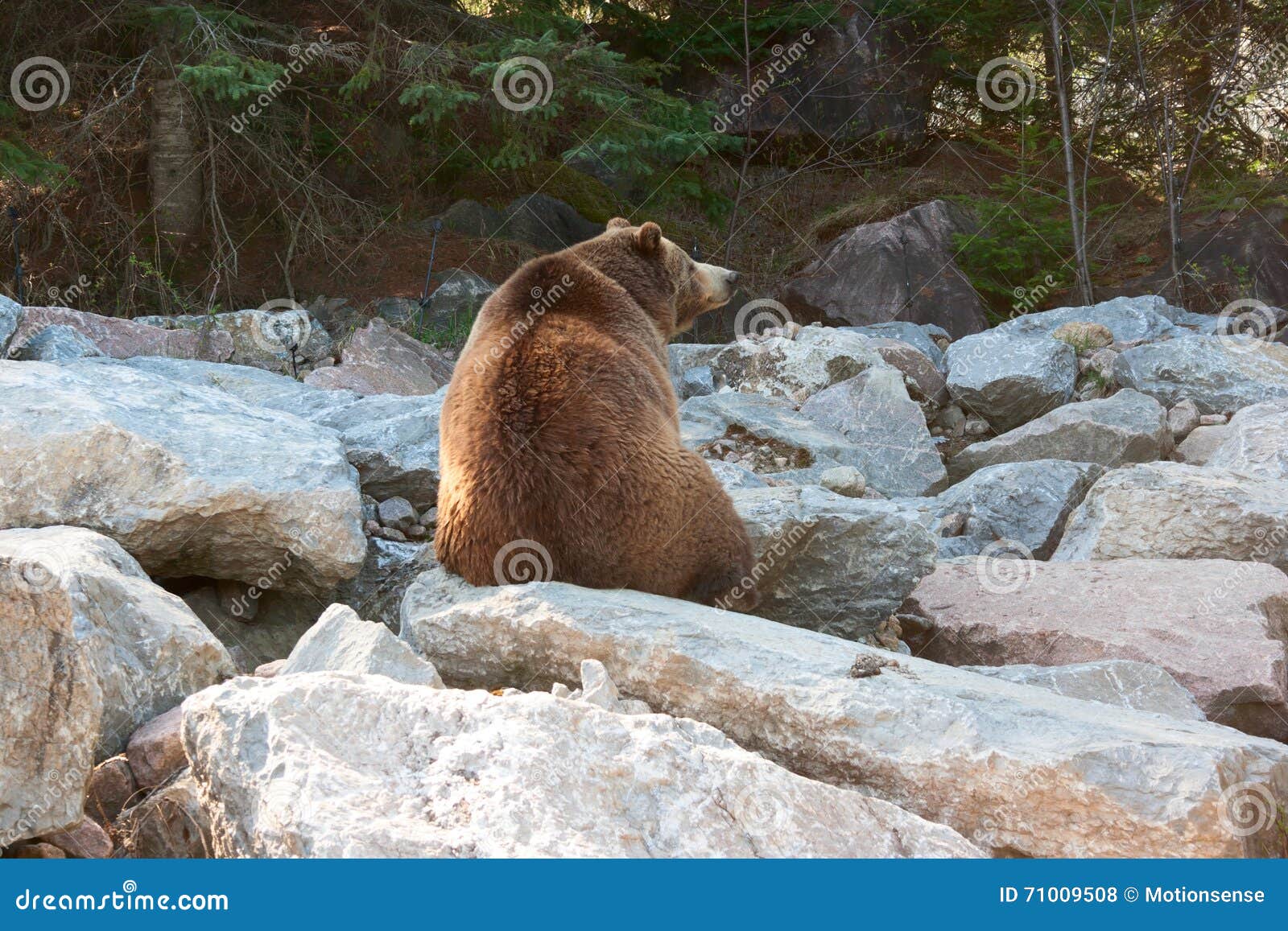 Grizzly Bear Sitting on the Rocks Stock Photo - Image of canada ...