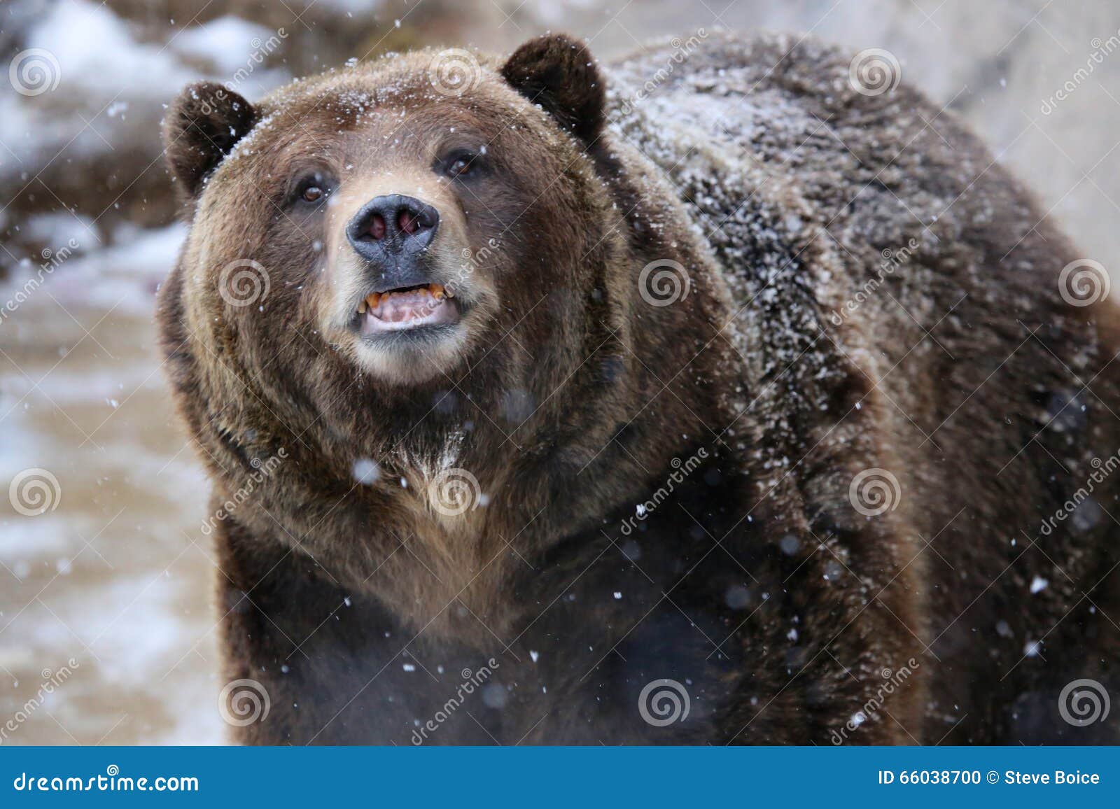 Grizzly Bear in the snow stock photo. Image of tour, wyoming - 66038700