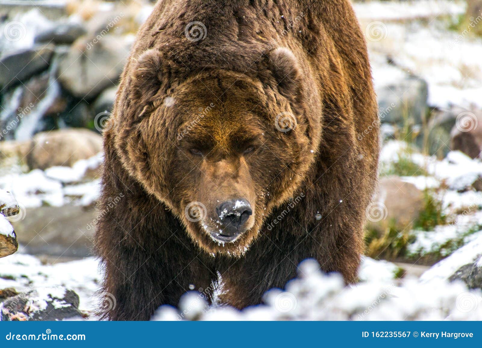 A Massive Grizzly Bear Roaming in the Snow Stock Image - Image of gyas ...