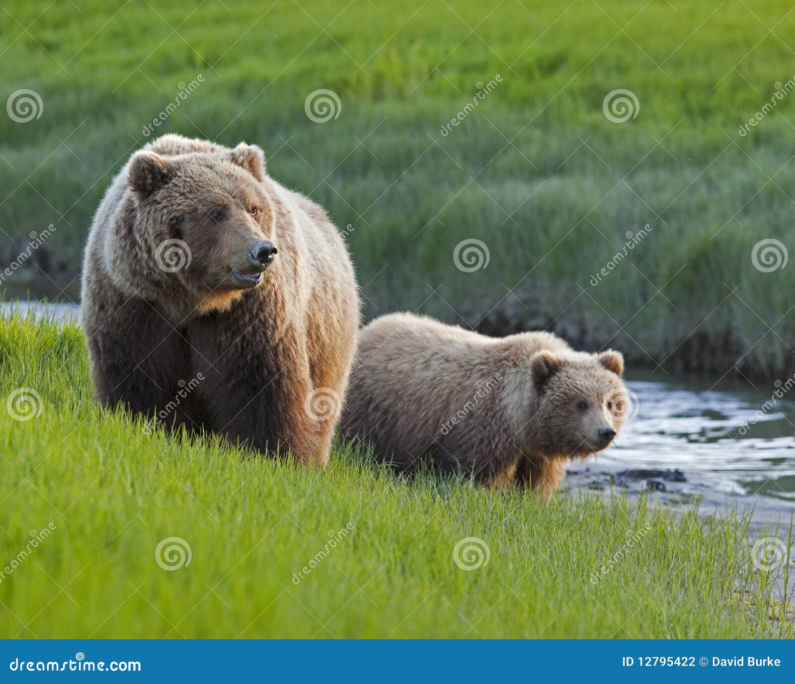 Grizzly Bear Pooping With Tongue Sticking Out. Defecating Brown Bear ...