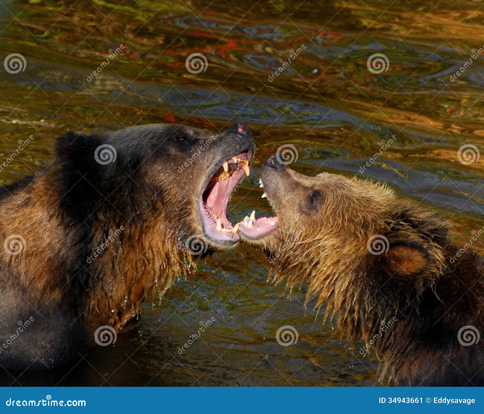 Grizzly Bear Sow and Her Yearling Cub Stock Image - Image of brown ...