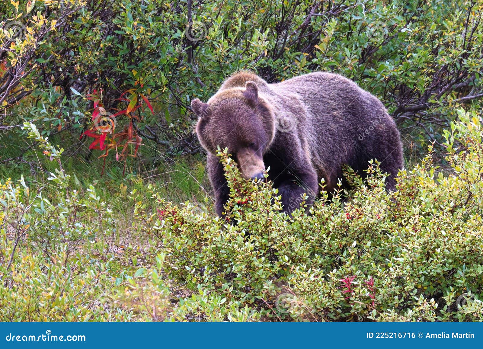 Grizzly Bear Eating Berries