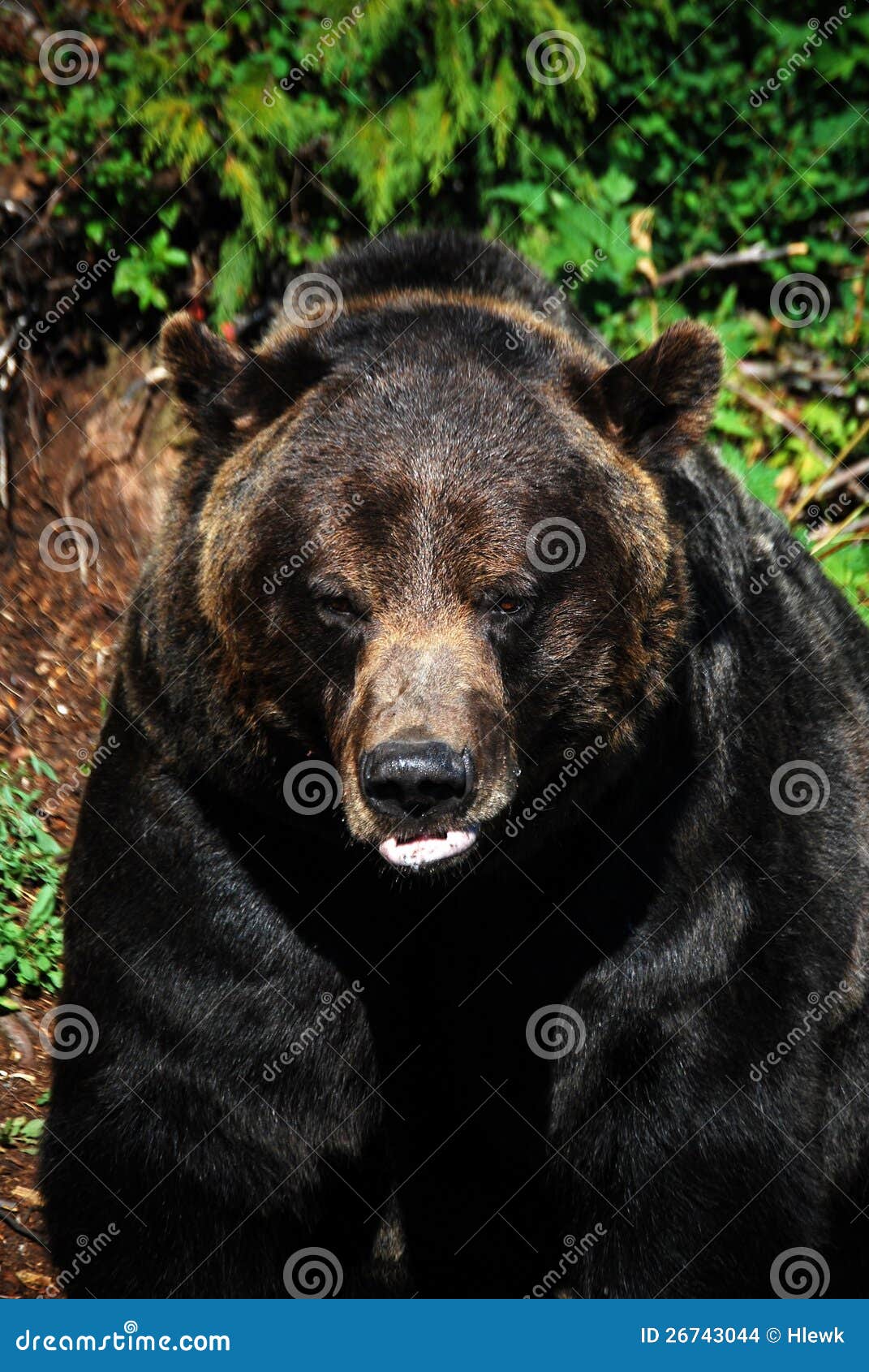 A Grizzly Bear Staring You Down. Stock Photo - Image of wild, animal ...