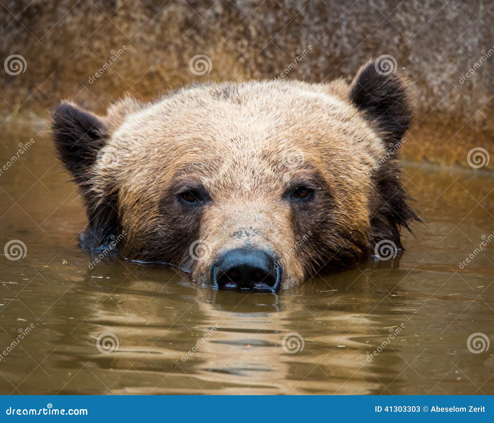 Grizzly Bear Splash. Royalty-Free Stock Photo | CartoonDealer.com ...