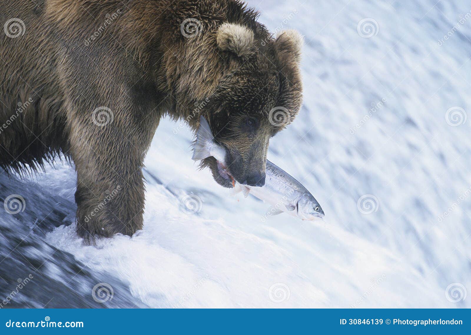 Grizzly Cub With Fish Near Mother Royalty-Free Stock Photo ...