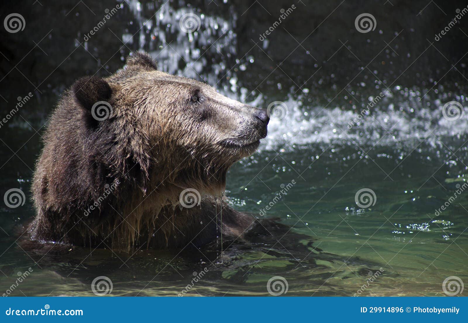 A Bear Baths in a Pool of Water Stock Photo - Image of candy, claws ...
