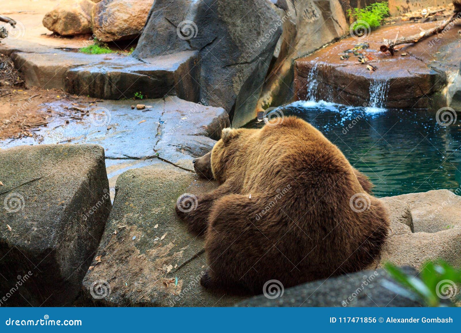 Grizzly Bear Taking a Nap stock photo. Image of grizzly - 117471856