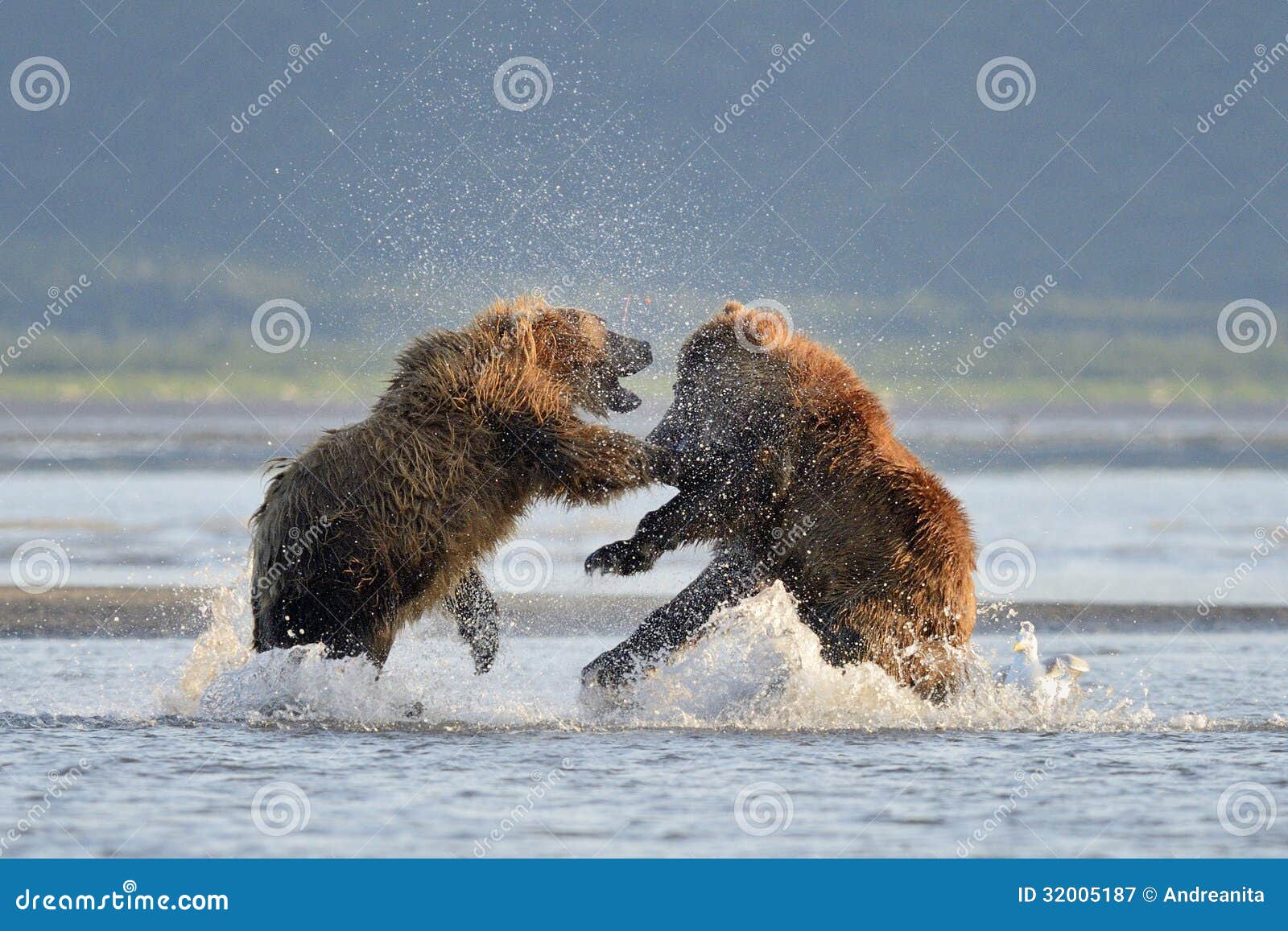 Grizzly Bear stock image. Image of national, full, mammals - 32005187