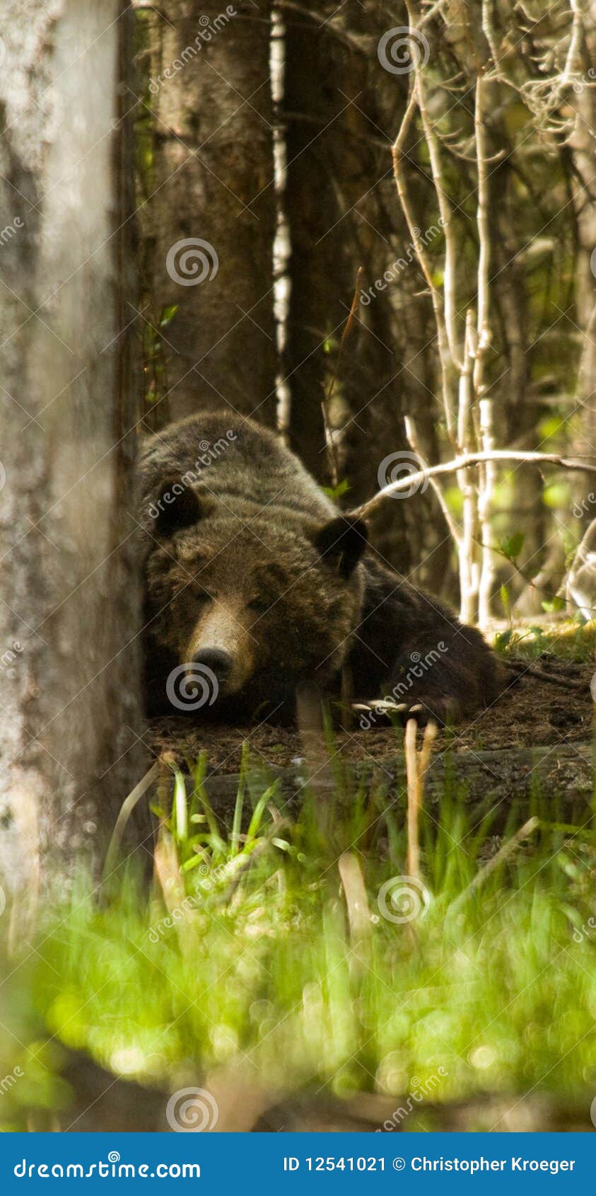 Grizzly Bear (Ursus Arctos Horribilis) Napping Stock Image - Image of ...
